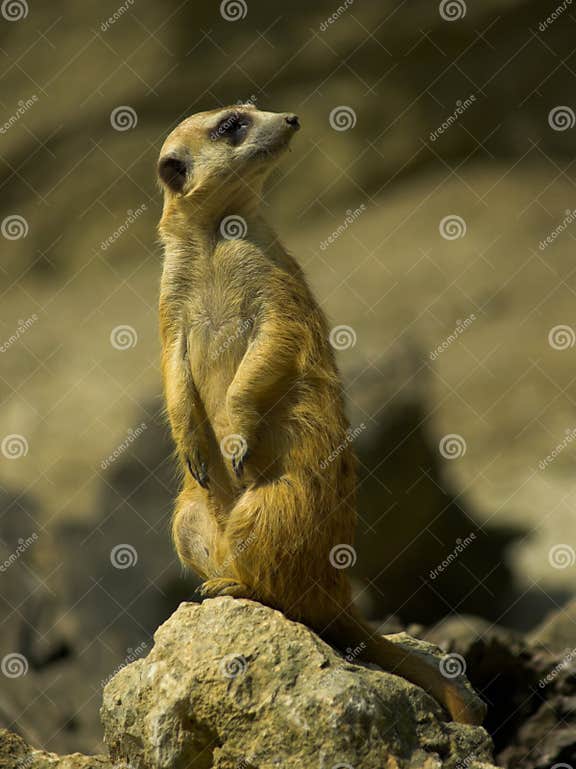 Mercat in Characterstic Pose 2 Stock Photo - Image of look, watching ...