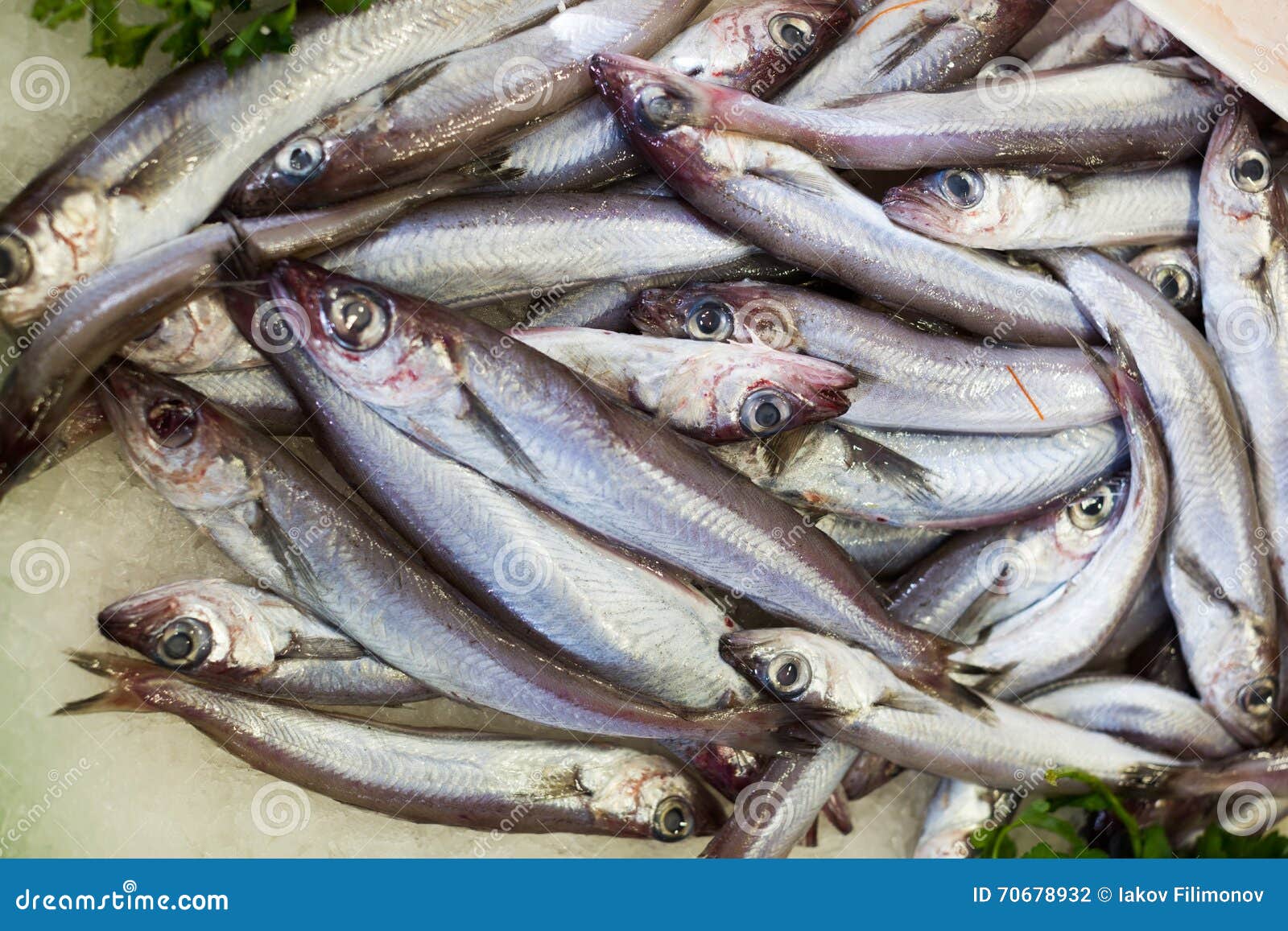 Mercato Di Pesci Dello Spratto Fotografia Stock - Immagine di pesci ...