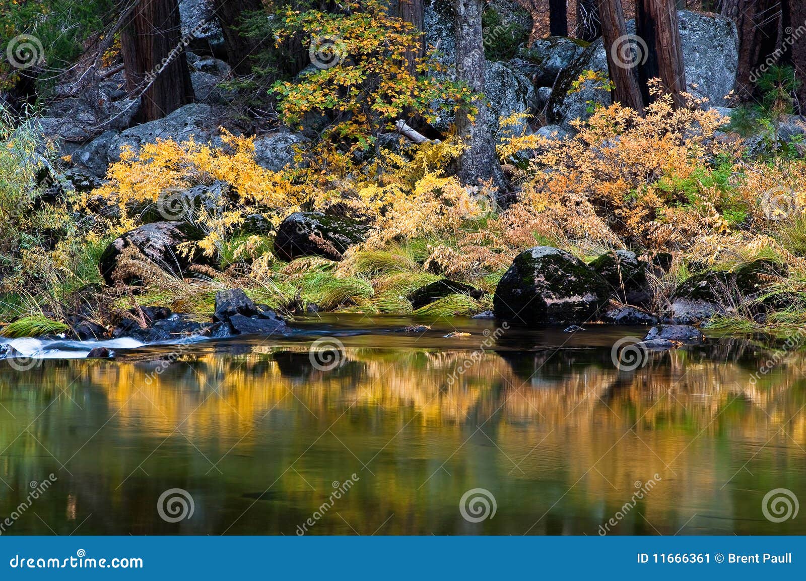 Merced River in Autumn stock image. Image of autumn, park - 11666361