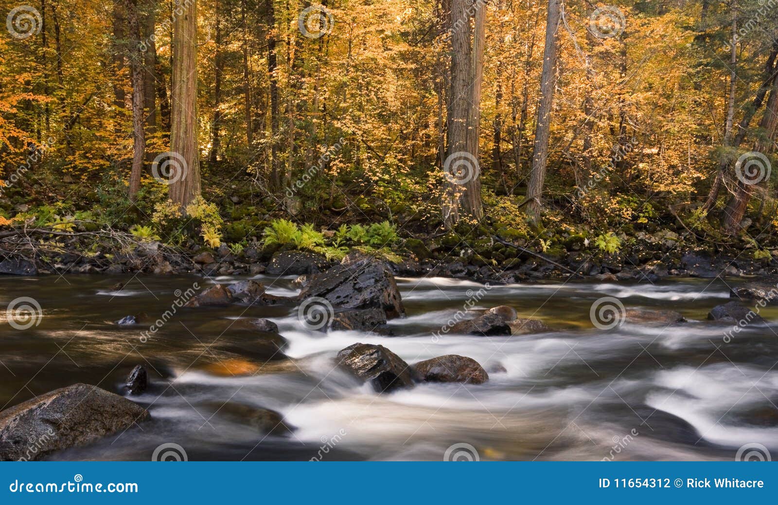Merced River Rapids in Fall Stock Photo - Image of river, national ...