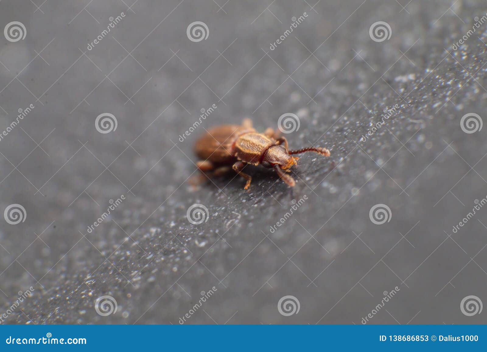 Merchant Grain Beetle in White Background View from Side. Oryzaephilus ...