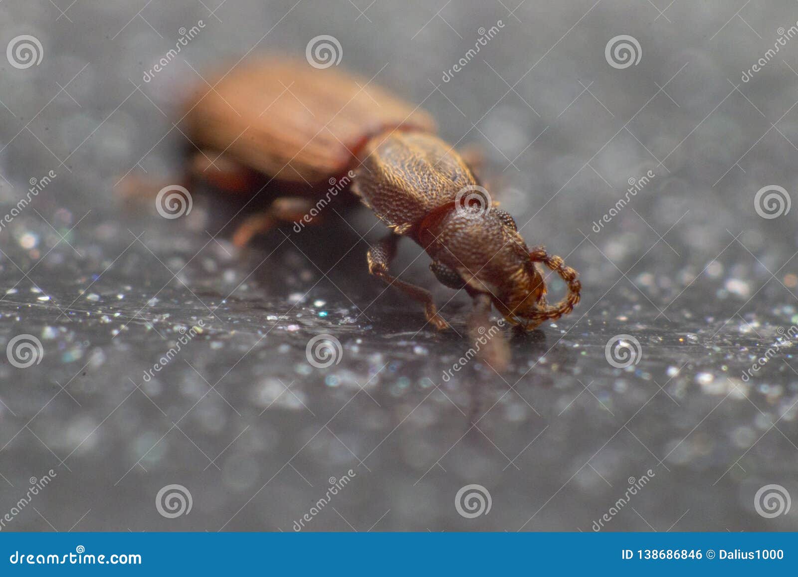 Merchant Grain Beetle in White Background View from Side. Oryzaephilus ...