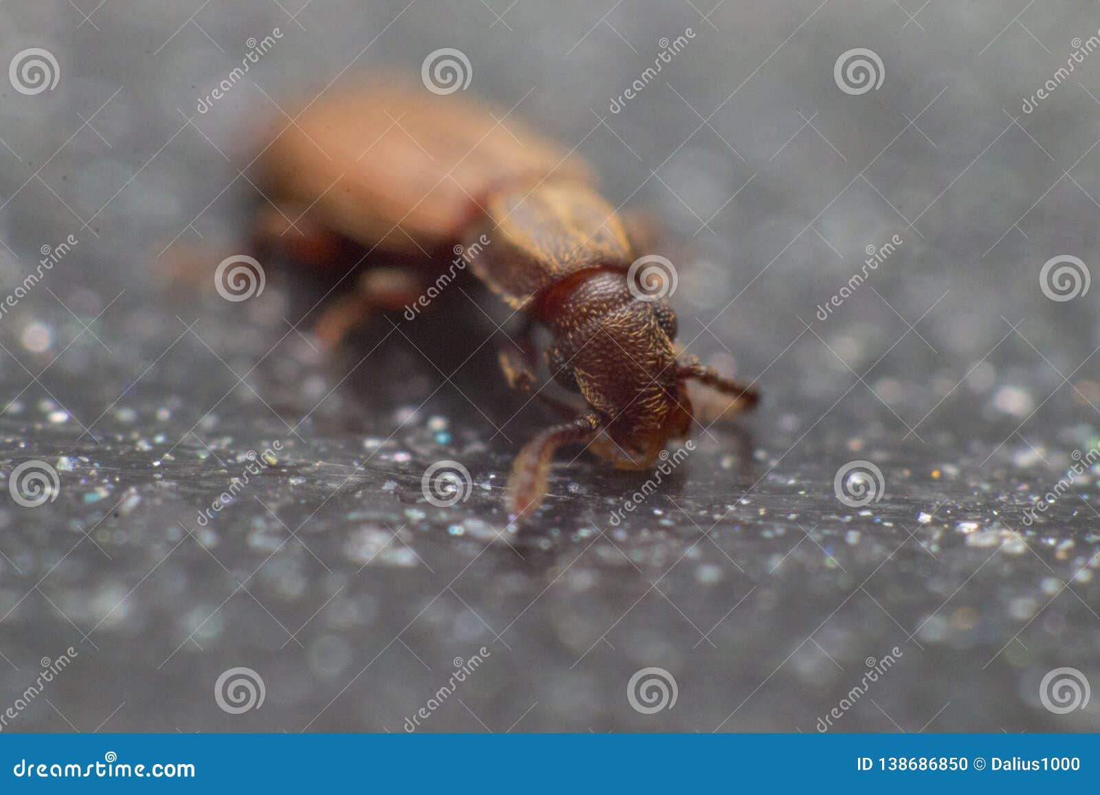 Merchant Grain Beetle in White Background View from Side. Oryzaephilus ...