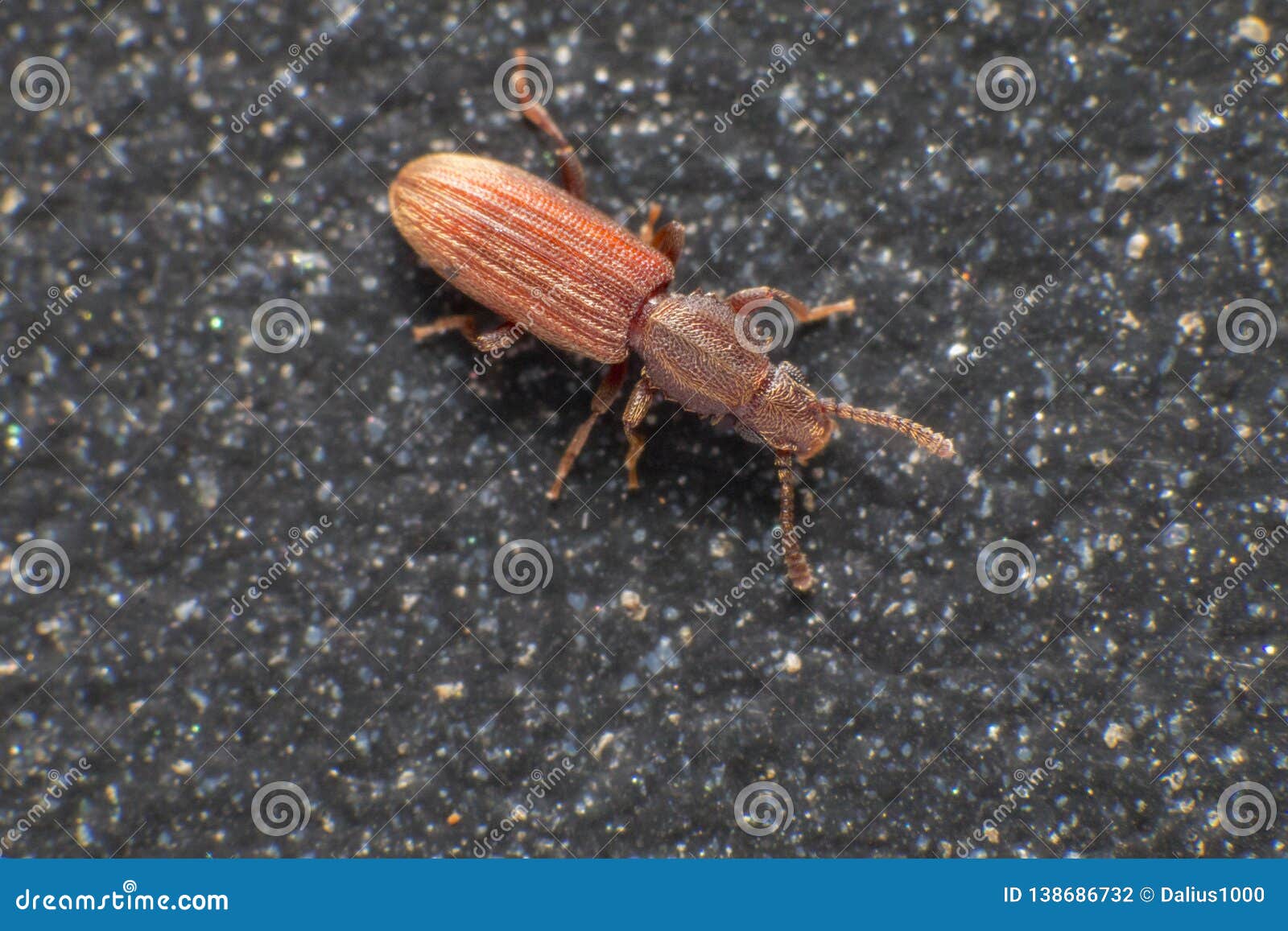 Merchant Grain Beetle in White Background View from Side. Oryzaephilus ...