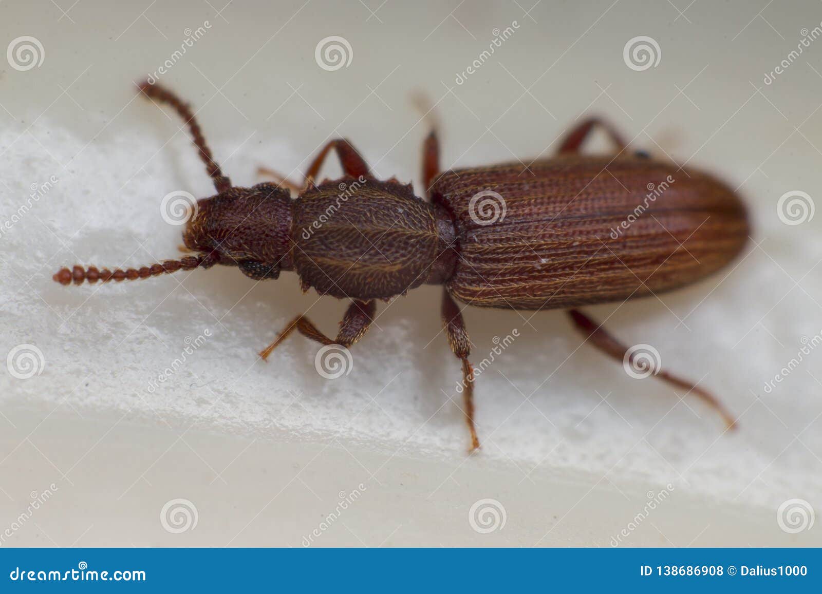 Merchant Grain Beetle In White Background View From Side. Oryzaephilus ...