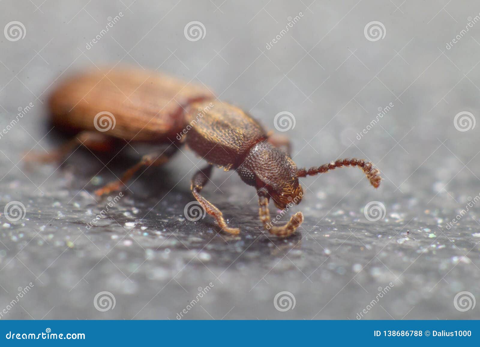 Merchant Grain Beetle in White Background View from Side. Oryzaephilus ...