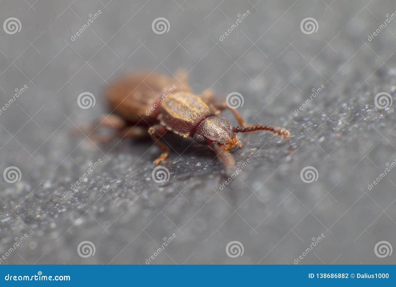 Merchant Grain Beetle in White Background View from Side. Oryzaephilus ...