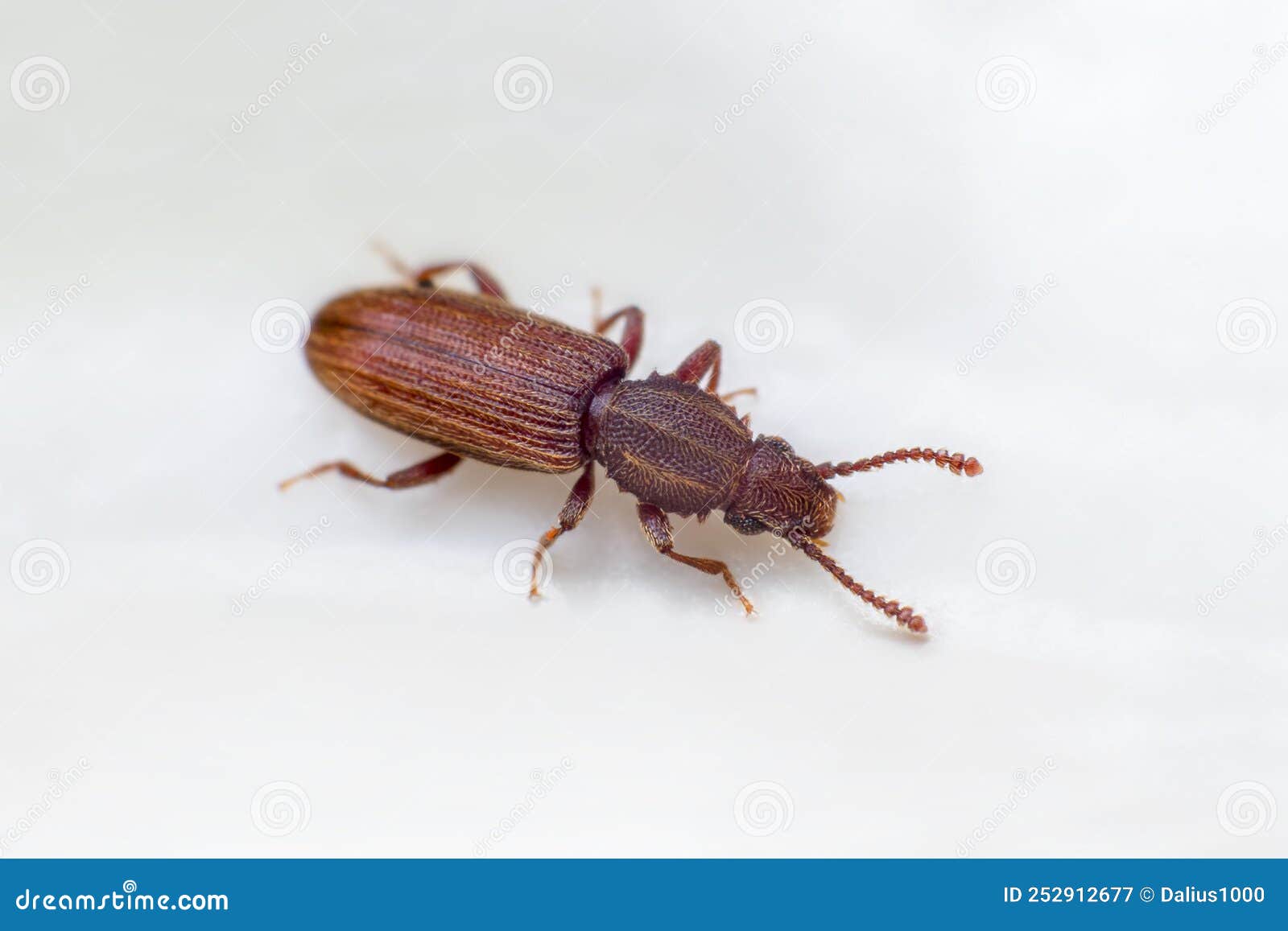 Merchant Grain Beetle In White Background View From Side. Oryzaephilus ...