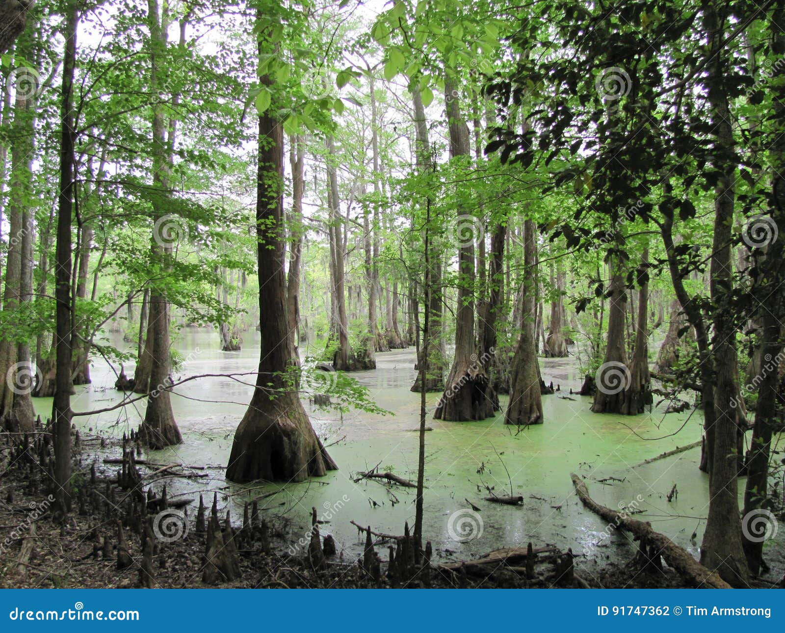 Merchant Mill State Park Swamp Stock Photo - Image of merchant, green ...