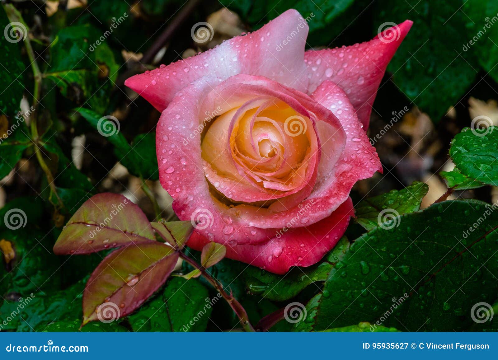 Merci Rosa imagem de stock. Imagem de rosa, obrigada - 95935627