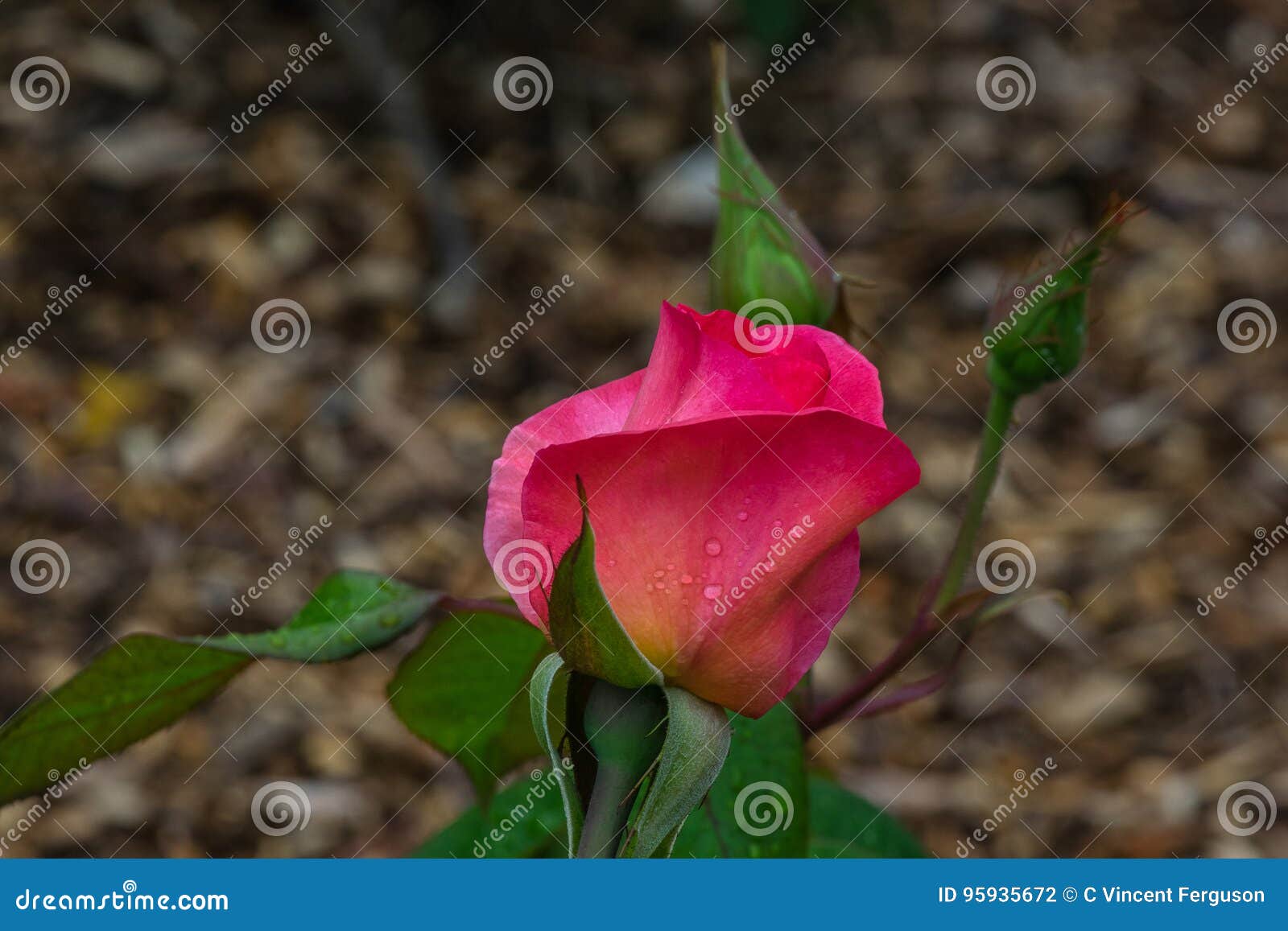 Merci Rose Bud photo stock. Image du éternel, fleur, pétales - 95935672