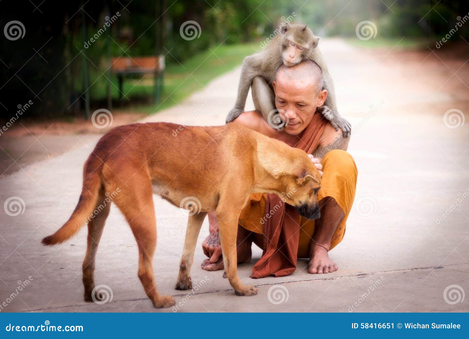 Monk Dog Monkey Stock Photos - Free & Royalty-Free Stock Photos from ...