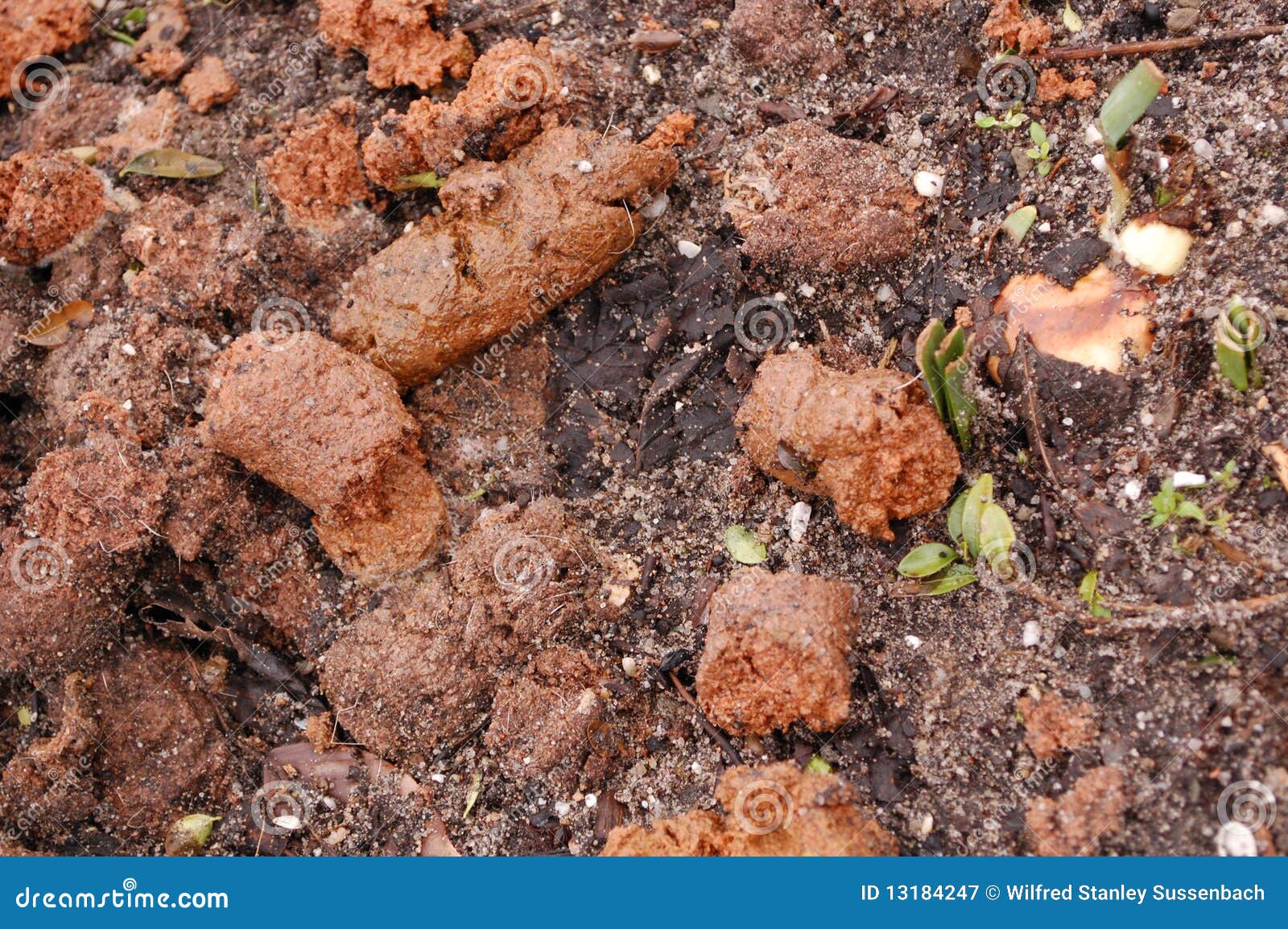 Merda di cane immagine stock. Immagine di sporco, sporcizia - 13184247