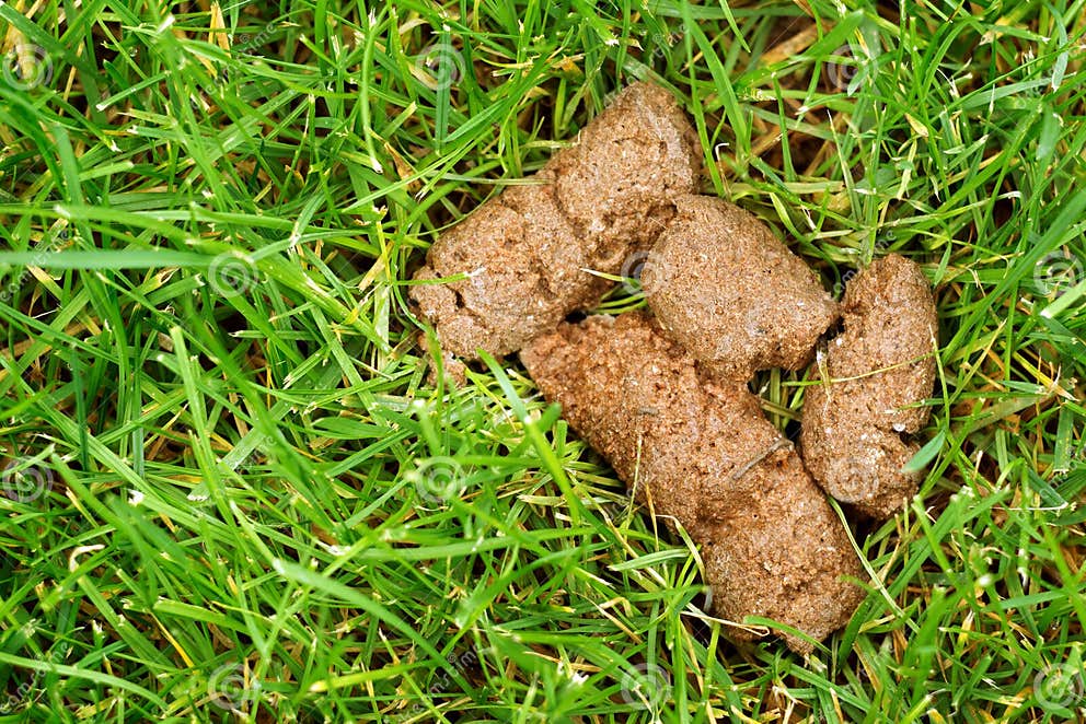 Merda di cane fotografia stock. Immagine di misto, sporco - 53706666