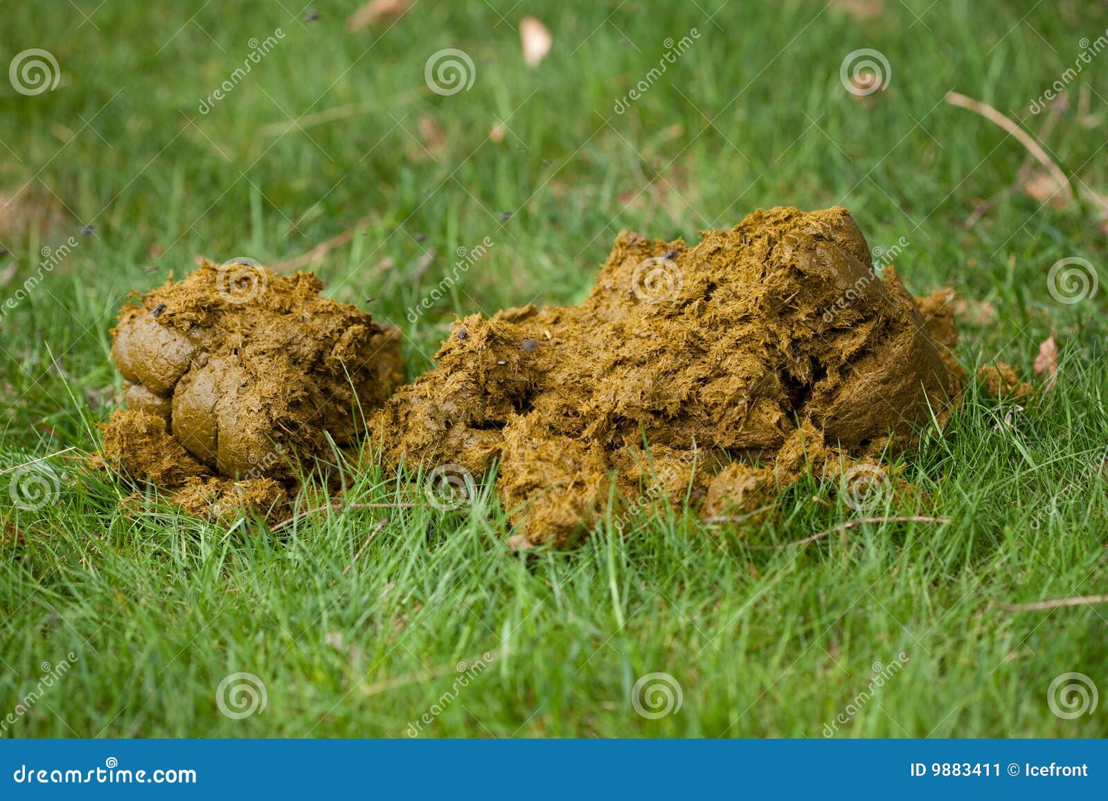 Merde de cheval image stock. Image du around, mouche, herbe - 9883411