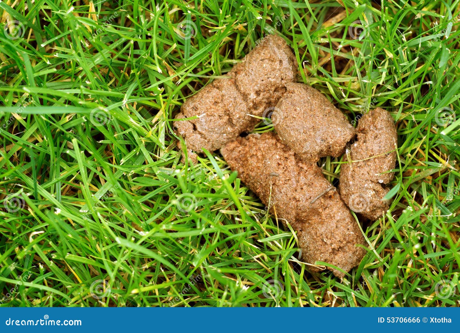 Merde de chien photo stock. Image du absurdité, modifié - 53706666