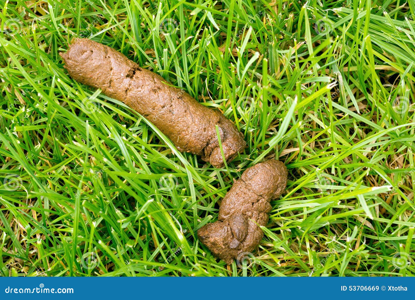 Merde de chien image stock. Image du extérieur, pommes - 53706669