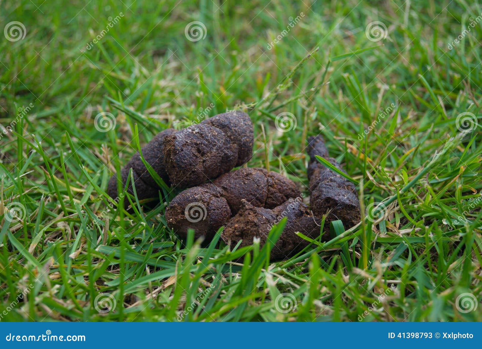 Merde Puante Sur La Pelouse Image stock - Image du pile, brun: 41398793