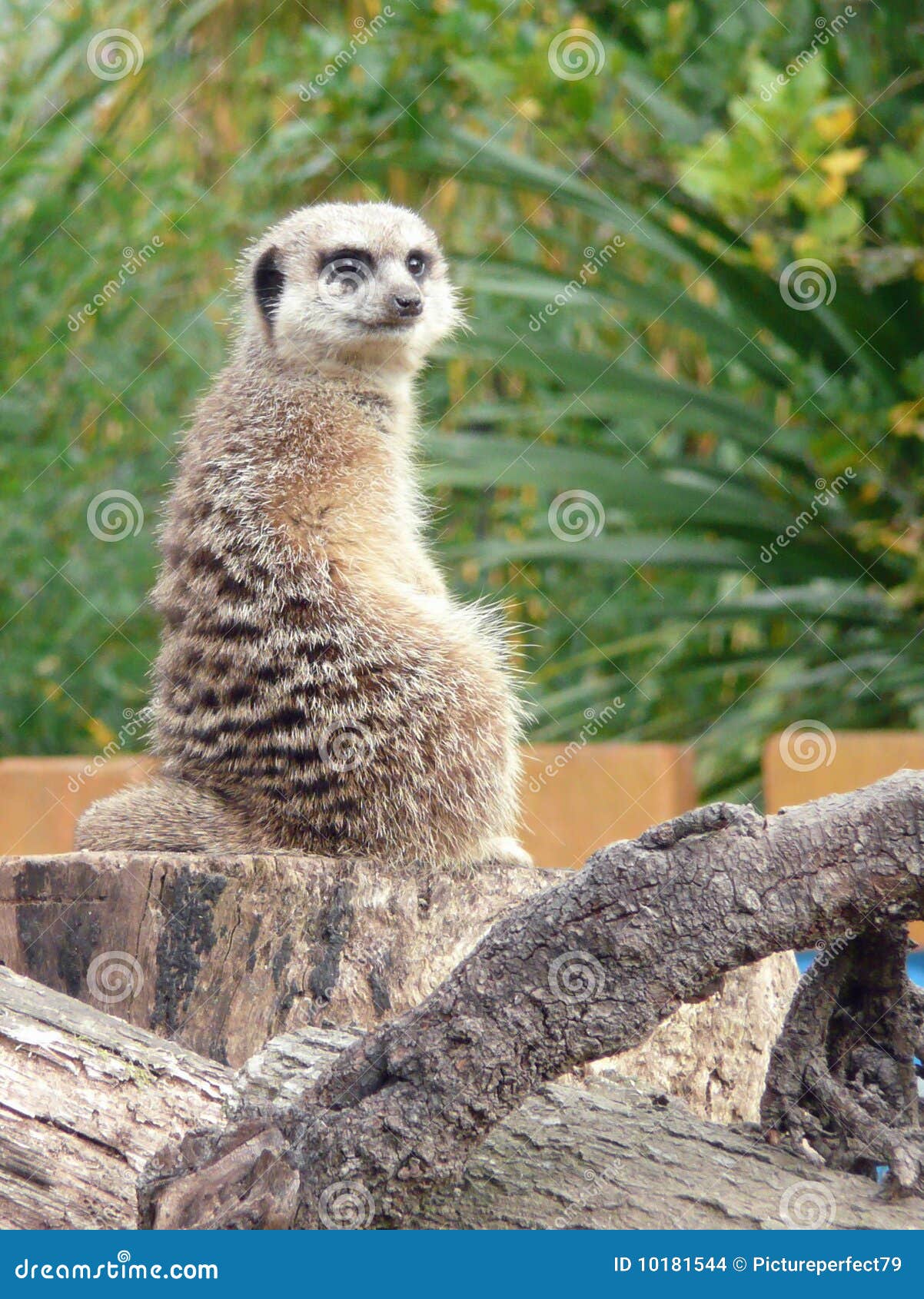 Mere Cat stock photo. Image of wild, animal, mammal, mere - 10181544