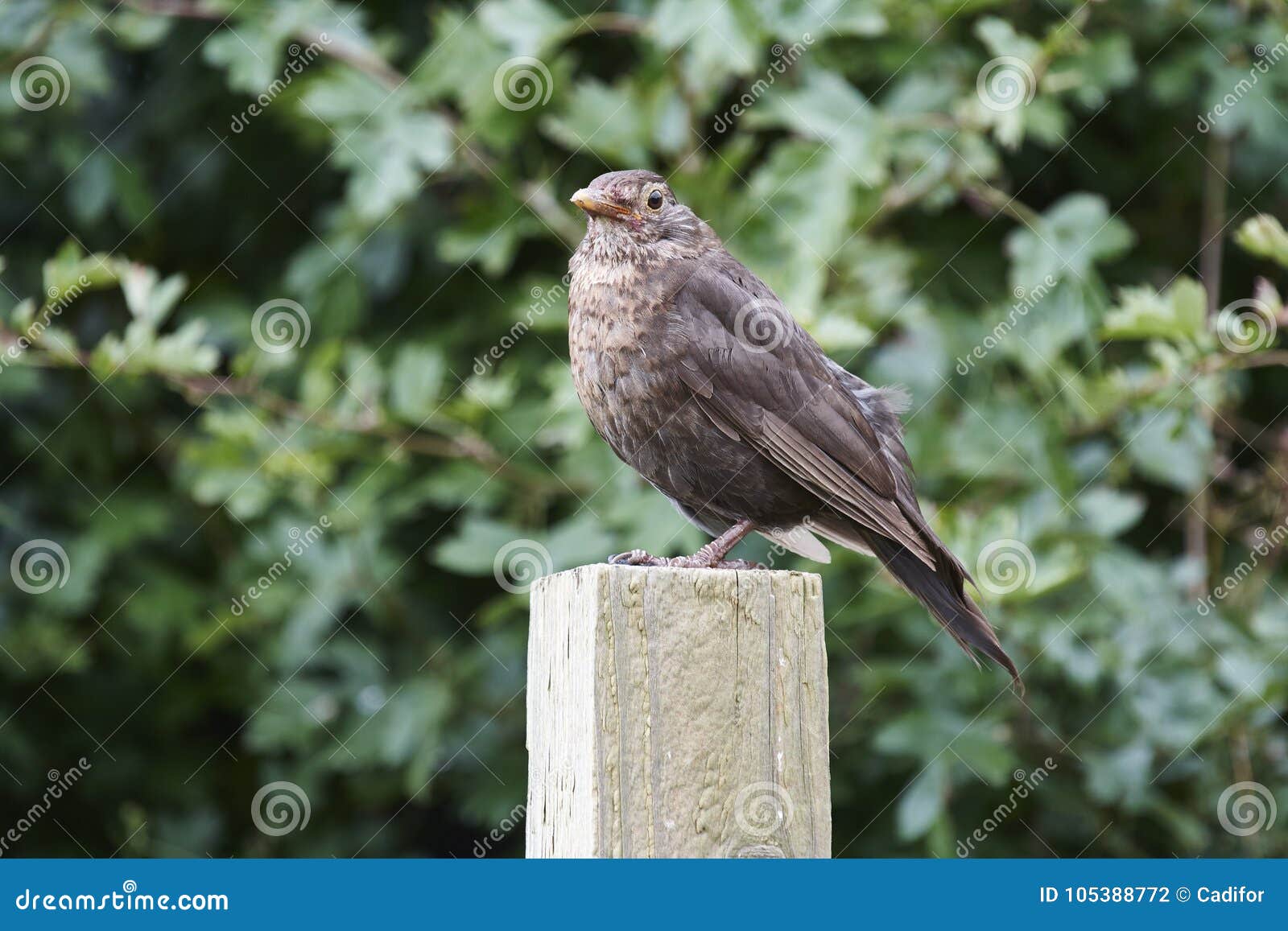 Merel stock foto. Image of wild, dier, zwart, wijfje - 105388772