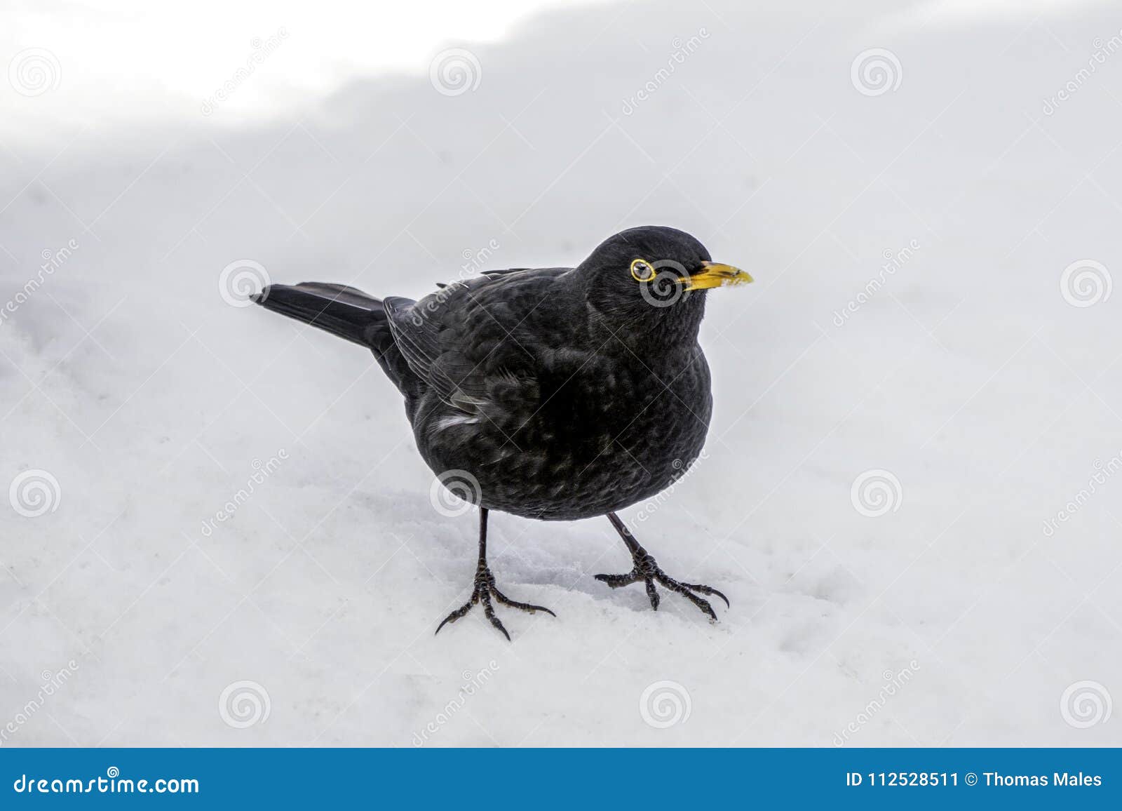 Merel stock afbeelding. Image of migrerend, gemeenschappelijk - 112528511