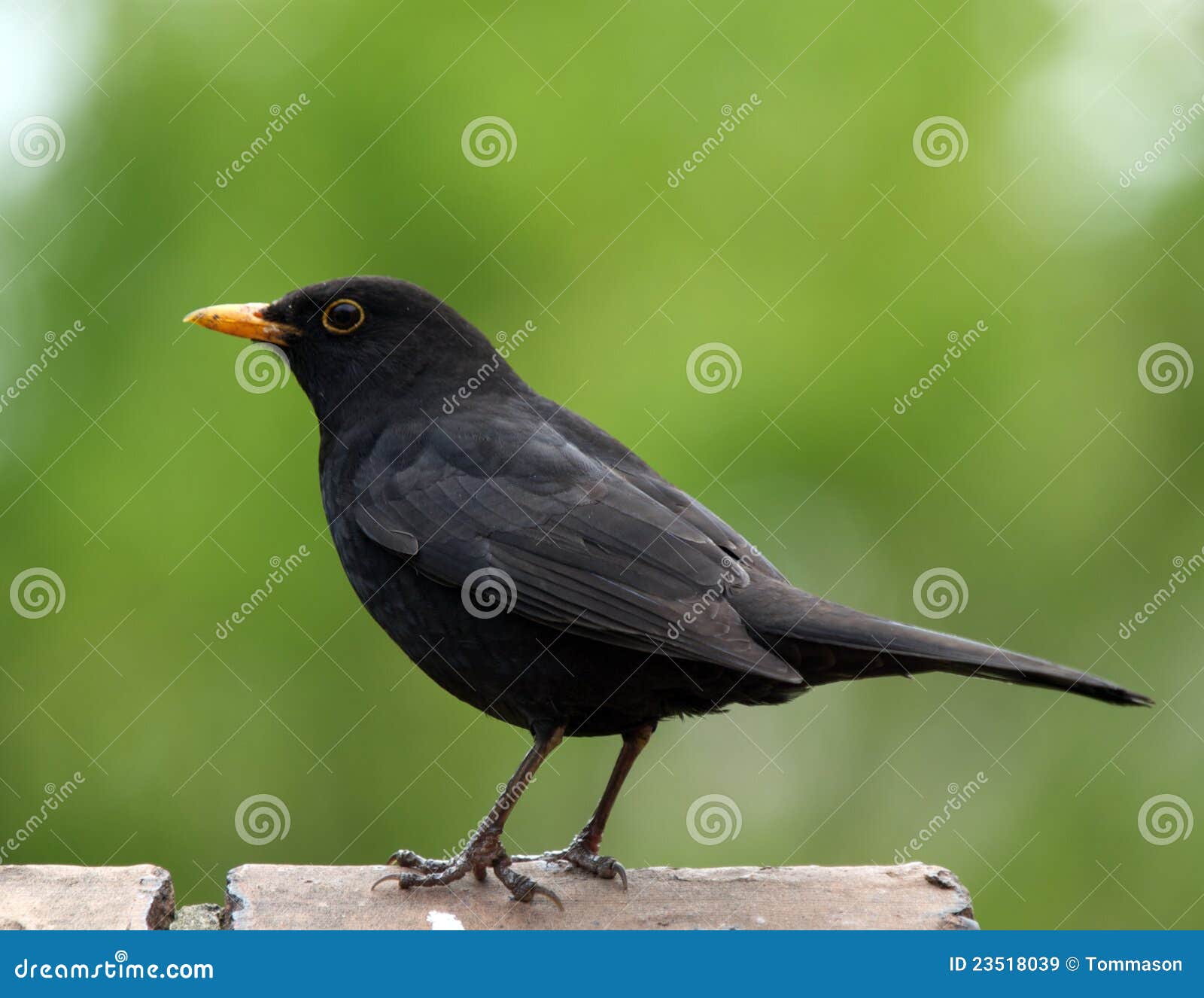 Merel stock afbeelding. Image of mannetje, vogel, royalty - 23518039