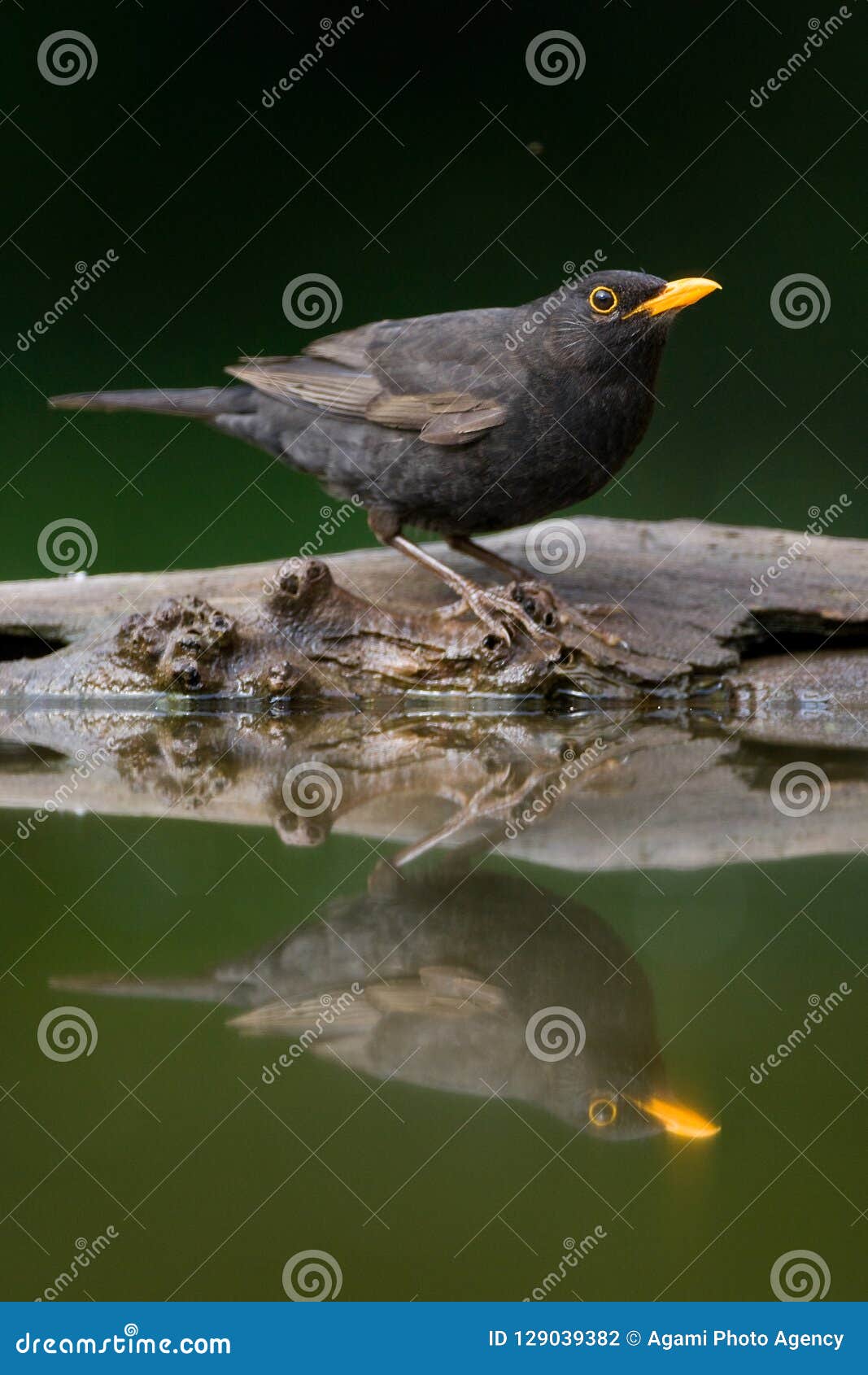 Merel, Common Blackbird, Turdus Merula Stock Photo | CartoonDealer.com ...