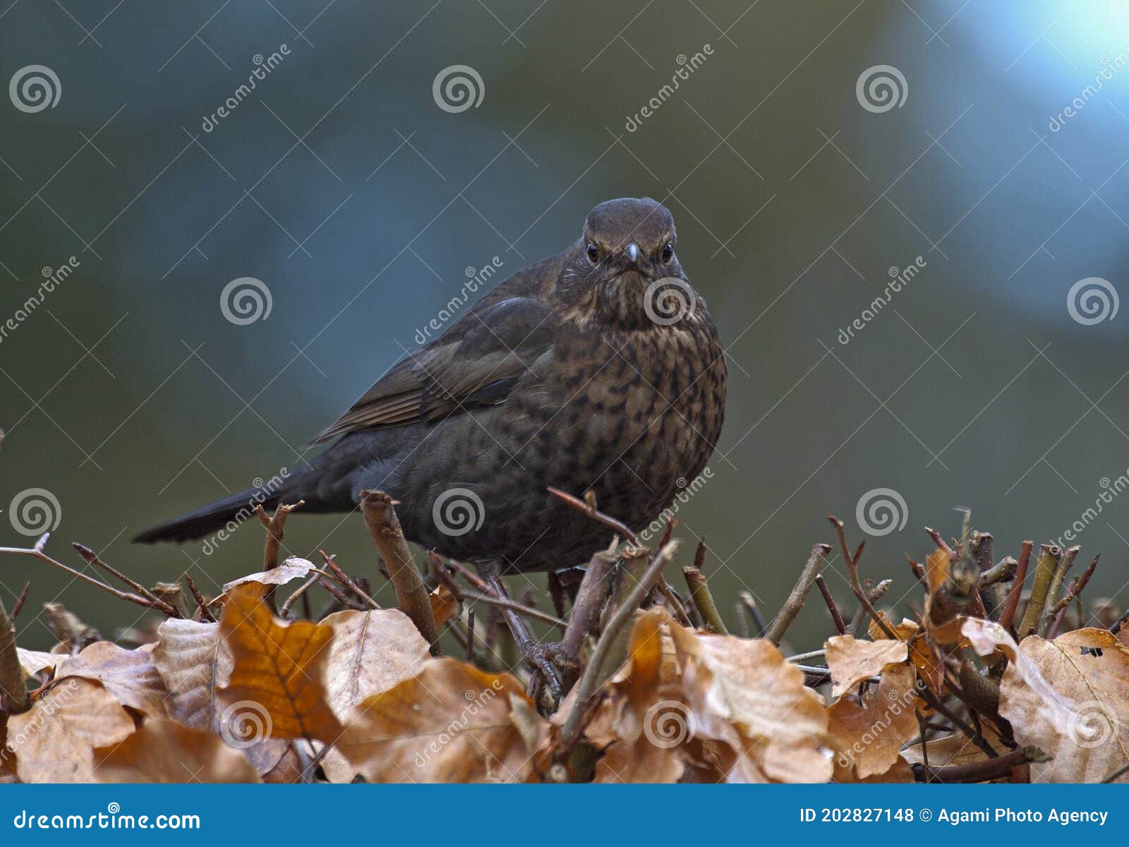 Merel, Common Blackbird, Turdus Merula Stock Photo - Image of bird ...