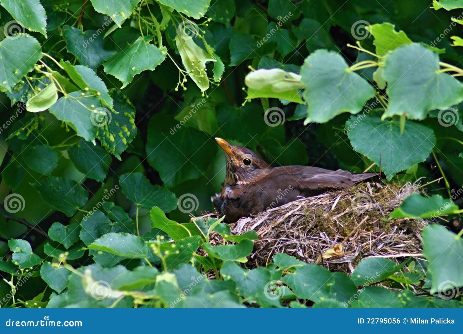 Merel op boom op nest stock foto. Image of wijfje, linde - 72795056