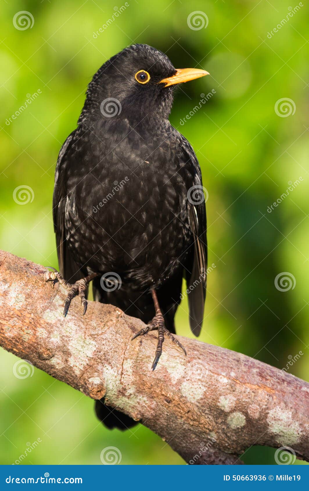 Merel (Turdus-merula) stock foto. Image of europees, mannetje - 50663936