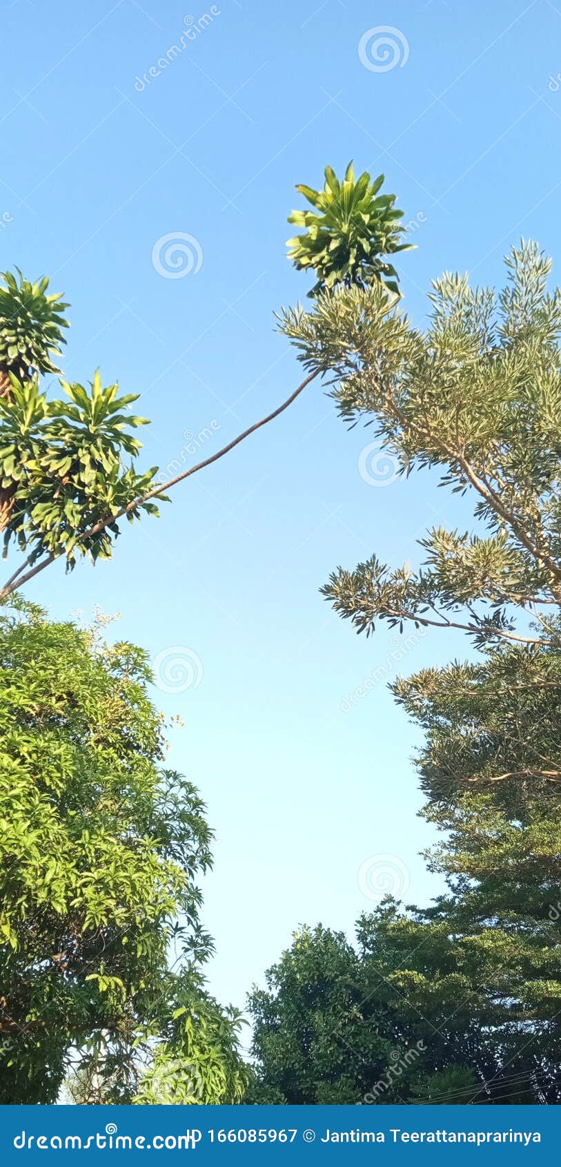 Merge tree stock image. Image of merge, trees, mango - 166085967