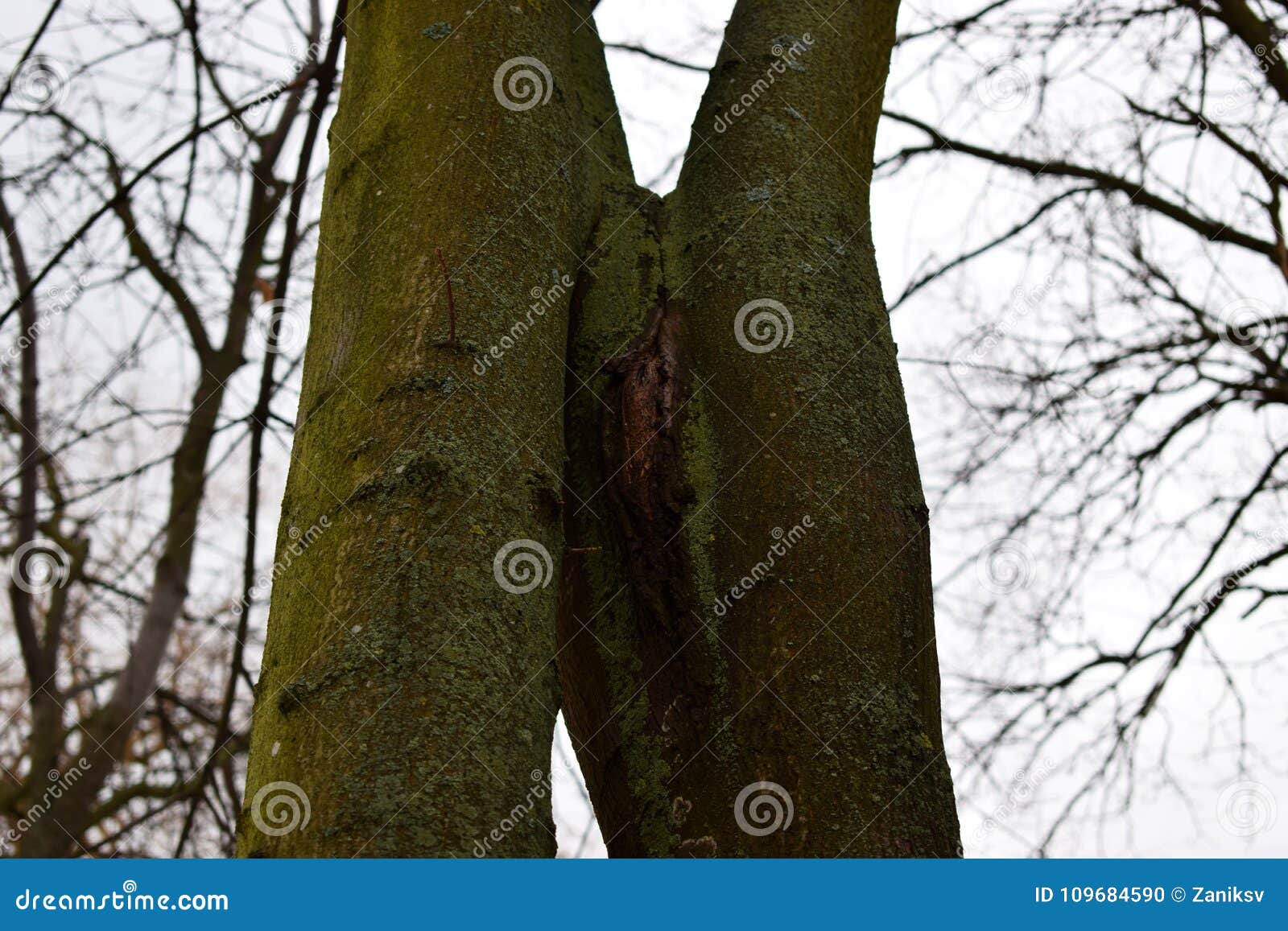 Merged Tree Trunks in the Form of the Letter N Stock Photo - Image of ...