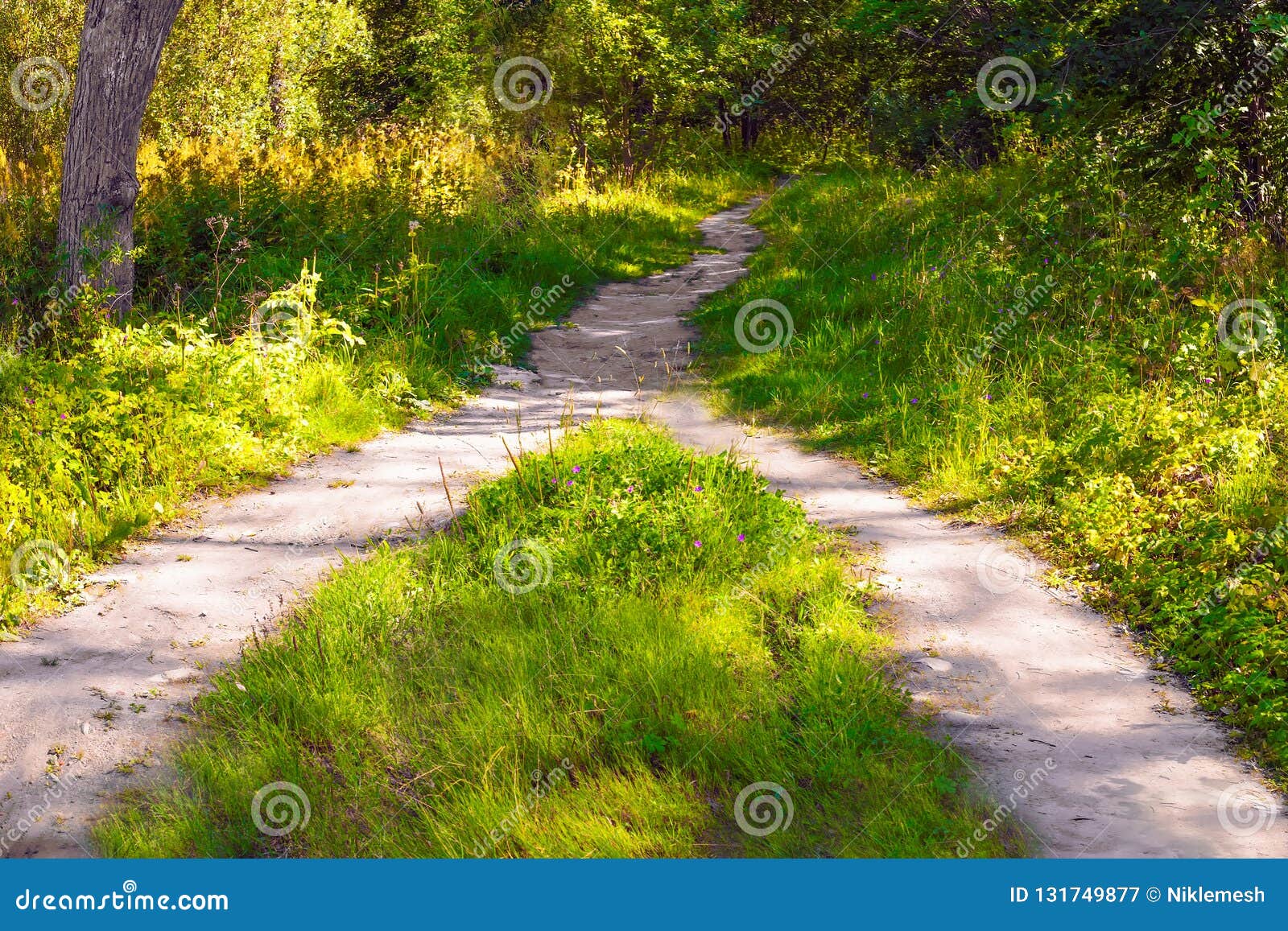 The Merger of the Two Hiking Trails in One in the Forest Stock Image ...