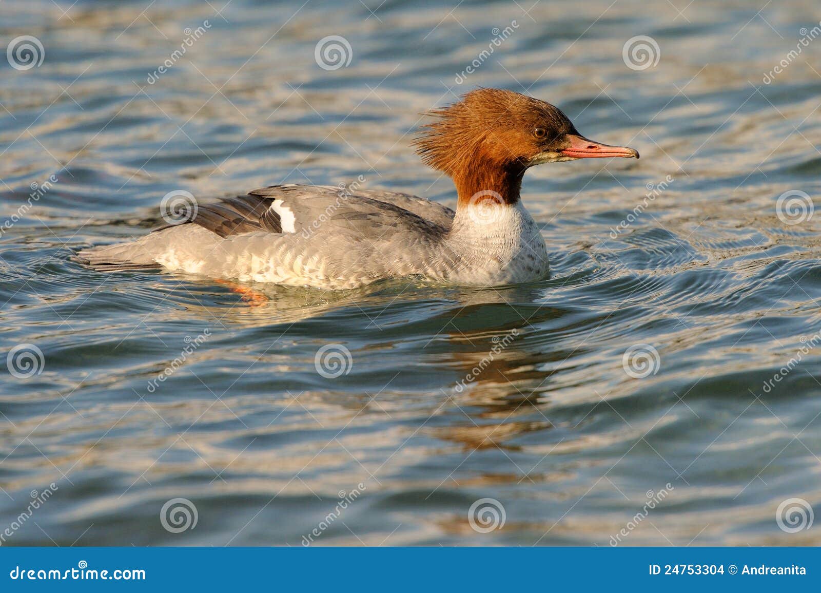 Mergo comune fotografia stock. Immagine di waterfowls - 24753304