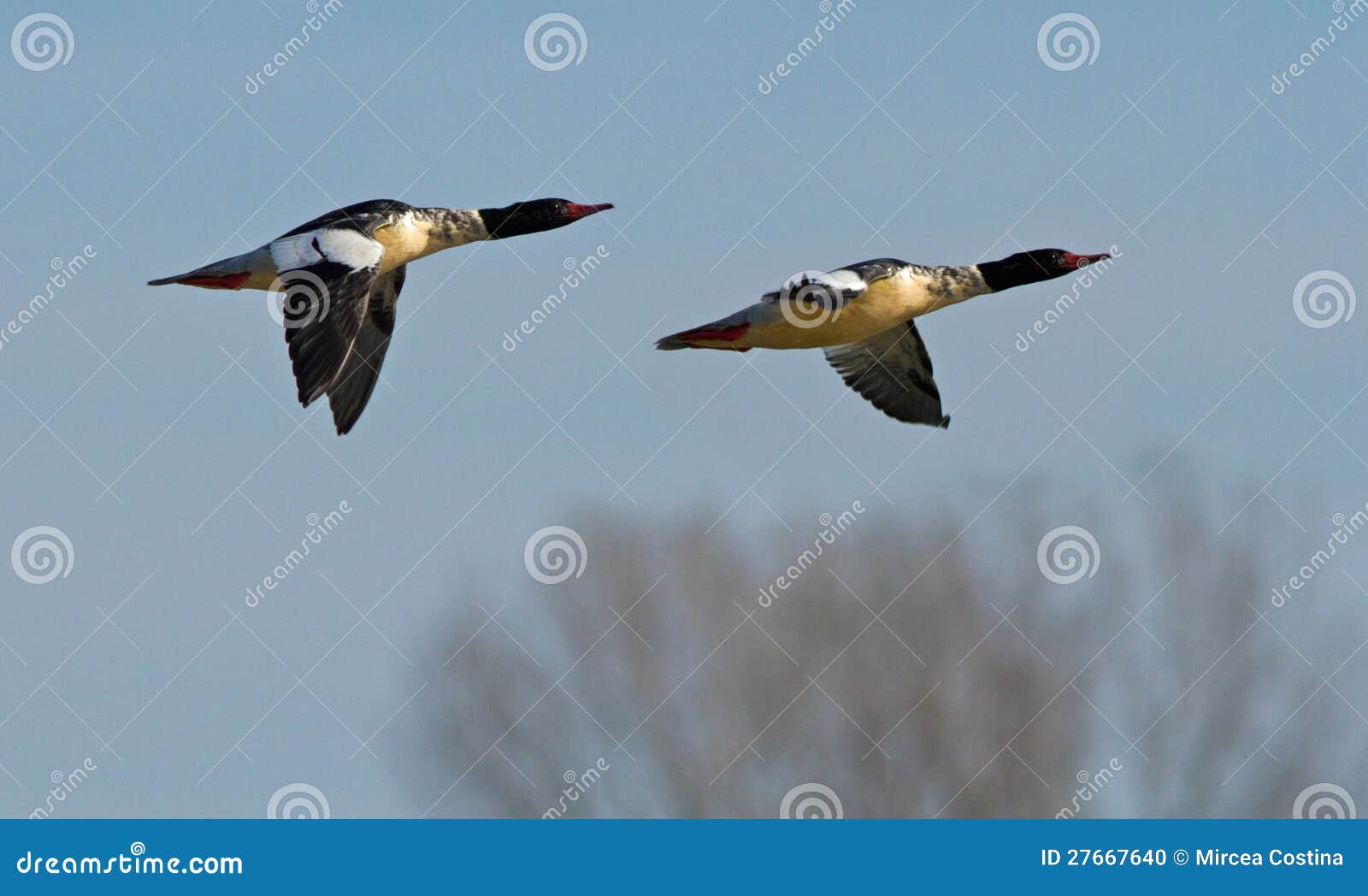 Mergo comune fotografia stock. Immagine di anatra, colori - 27667640