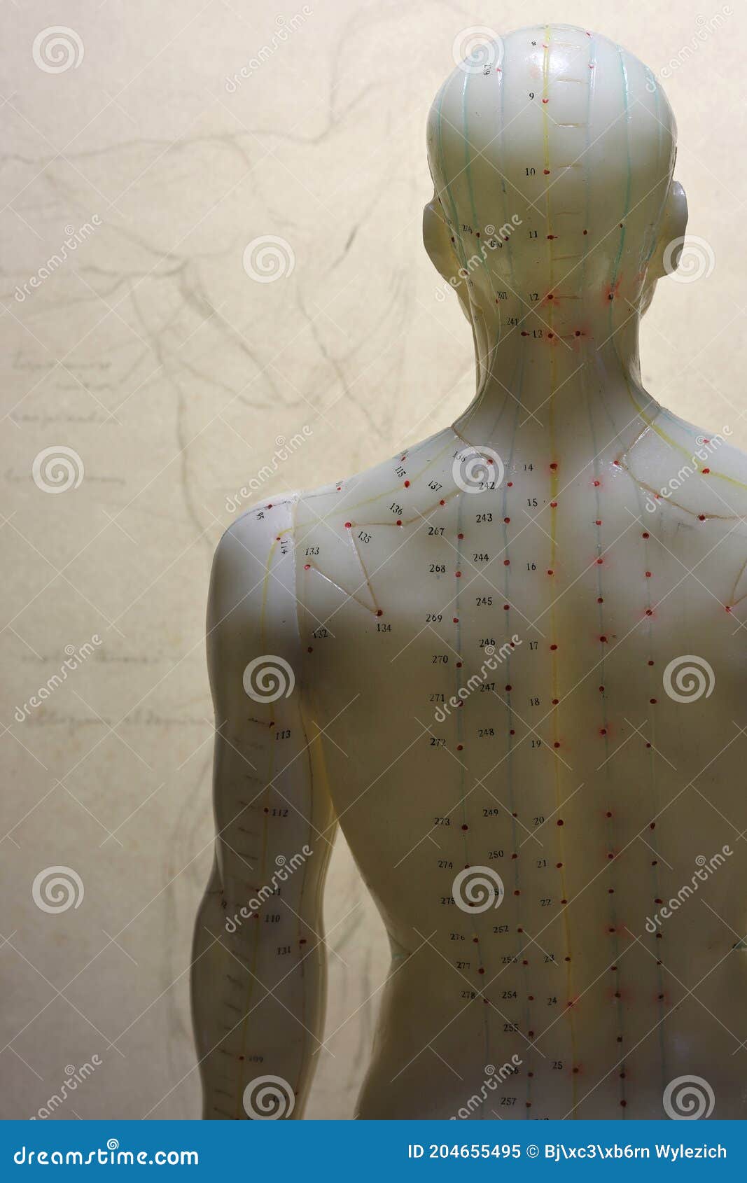 Male acupuncture model stock image. Image of naturopathy - 204655495
