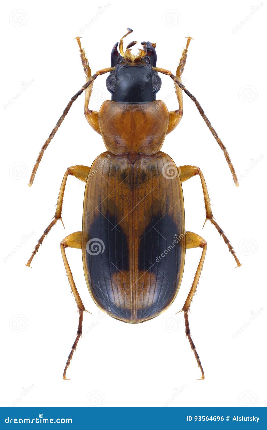 Meridionalis De Badister Do Besouro Foto de Stock - Imagem de vôo, olho ...