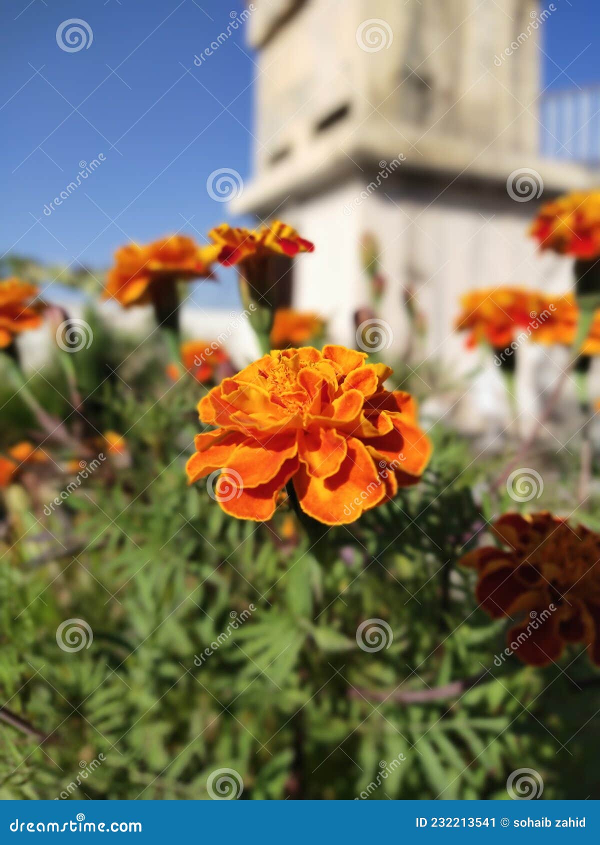 Merigold Flower Ganda Flower Plants Specialist Stock Image - Image of ...