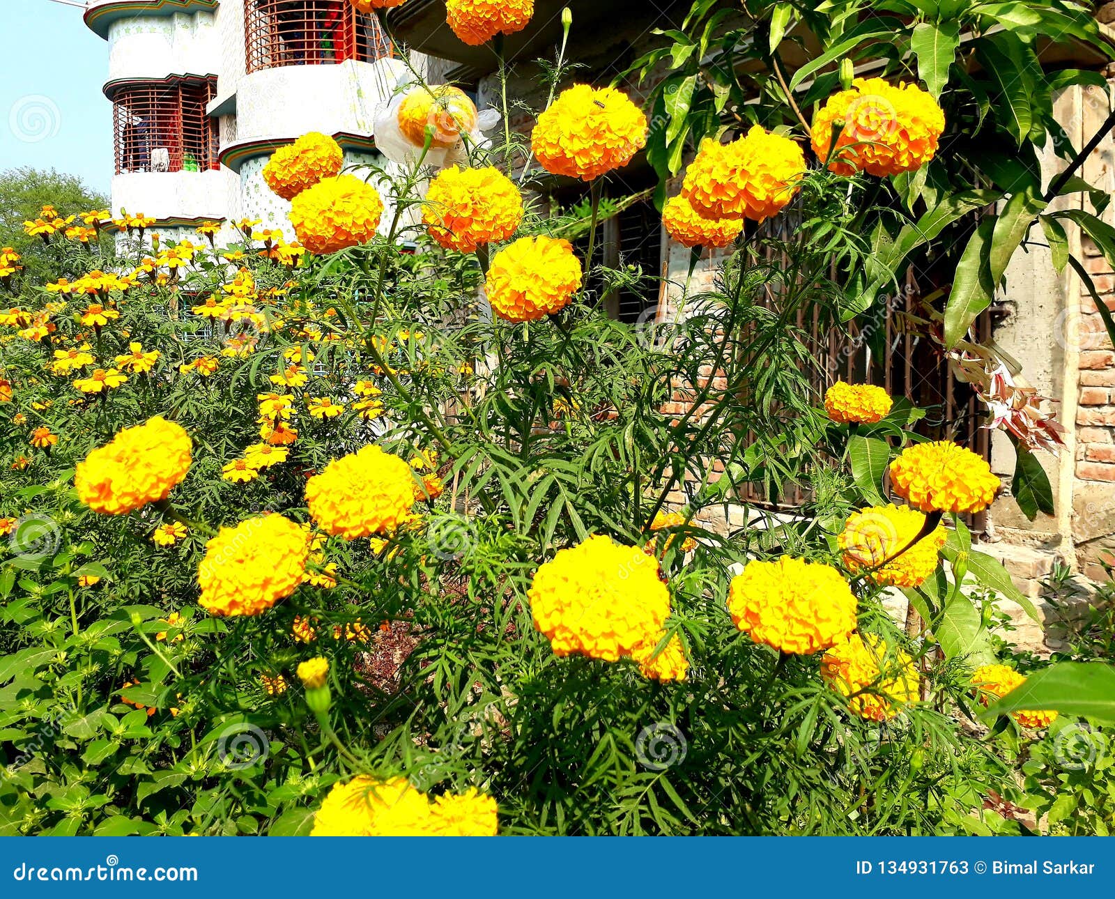 Merigold stock image. Image of leaf, merigold, plant - 134931763