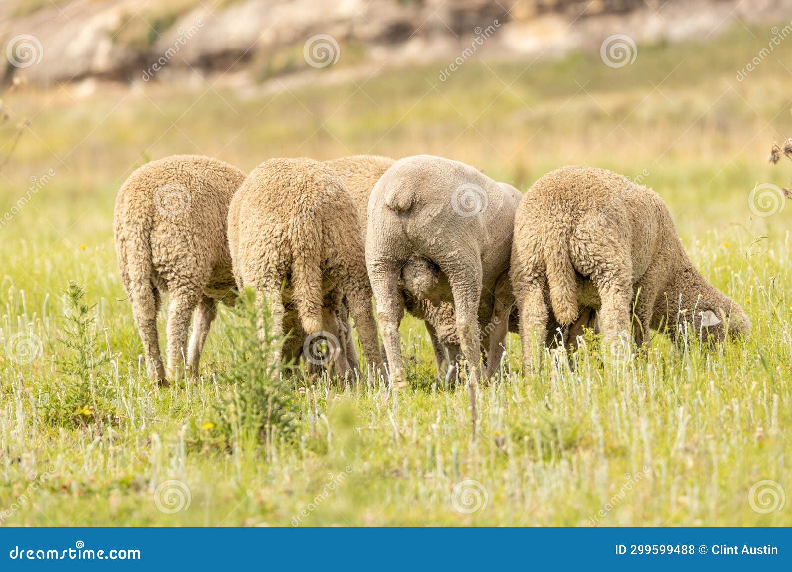Merino Breed Sheep Grazing on a Pasture in South Africa 2 Stock Photo ...