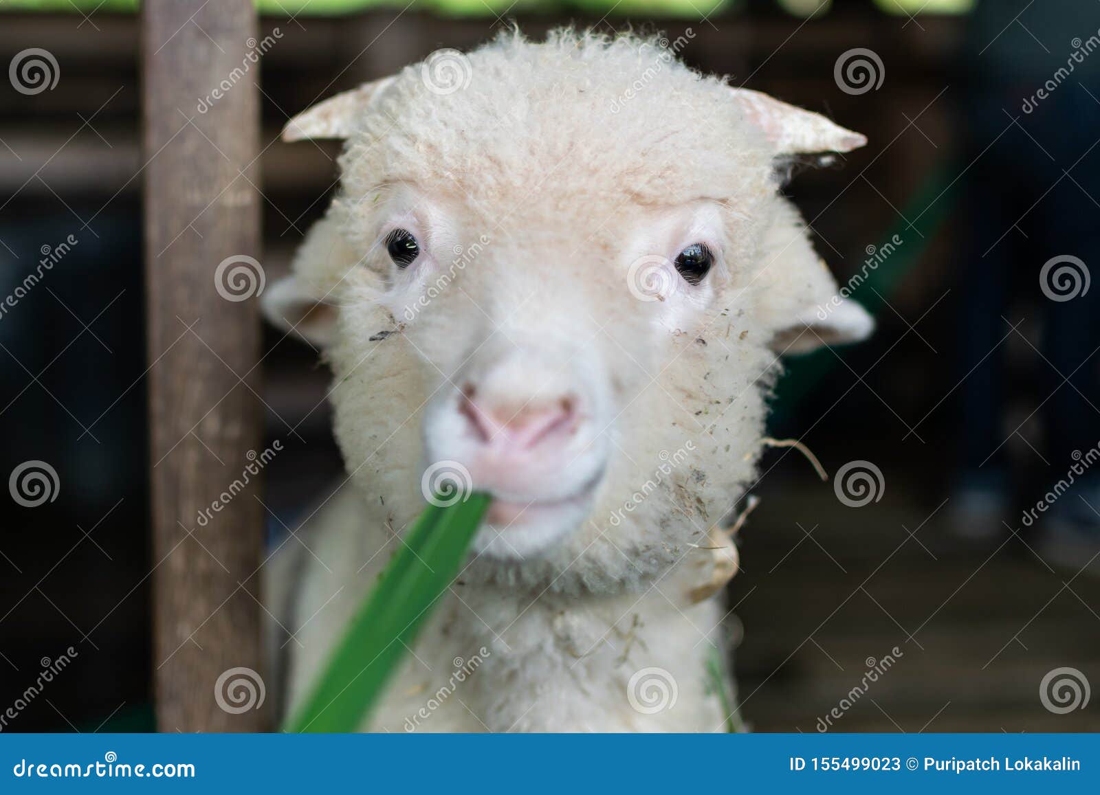 A Merino Lamb is Eating Grass Stock Image - Image of agriculture, food ...