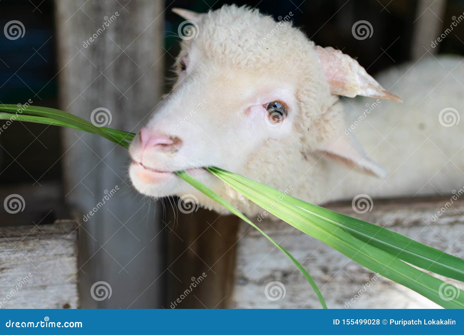 A Merino Lamb is Eating Grass Stock Photo - Image of nature ...