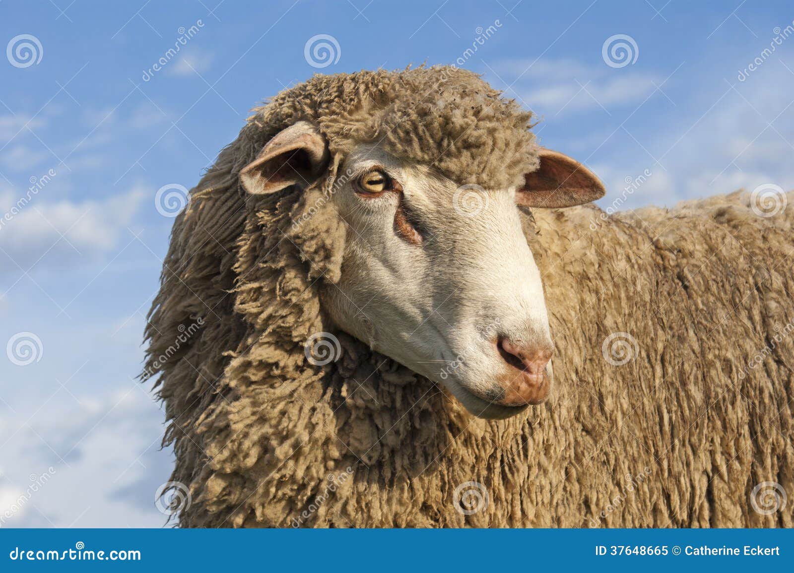 Merino Ram stock image. Image of woolly, lamb, cute, countryside - 37648665