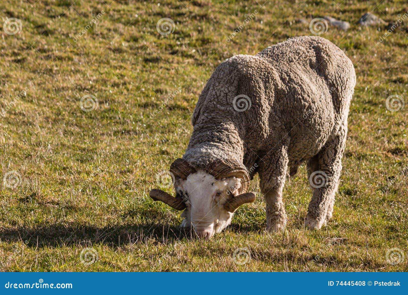 Merino Ram with Horns Grazing on Meadow Stock Photo - Image of ...