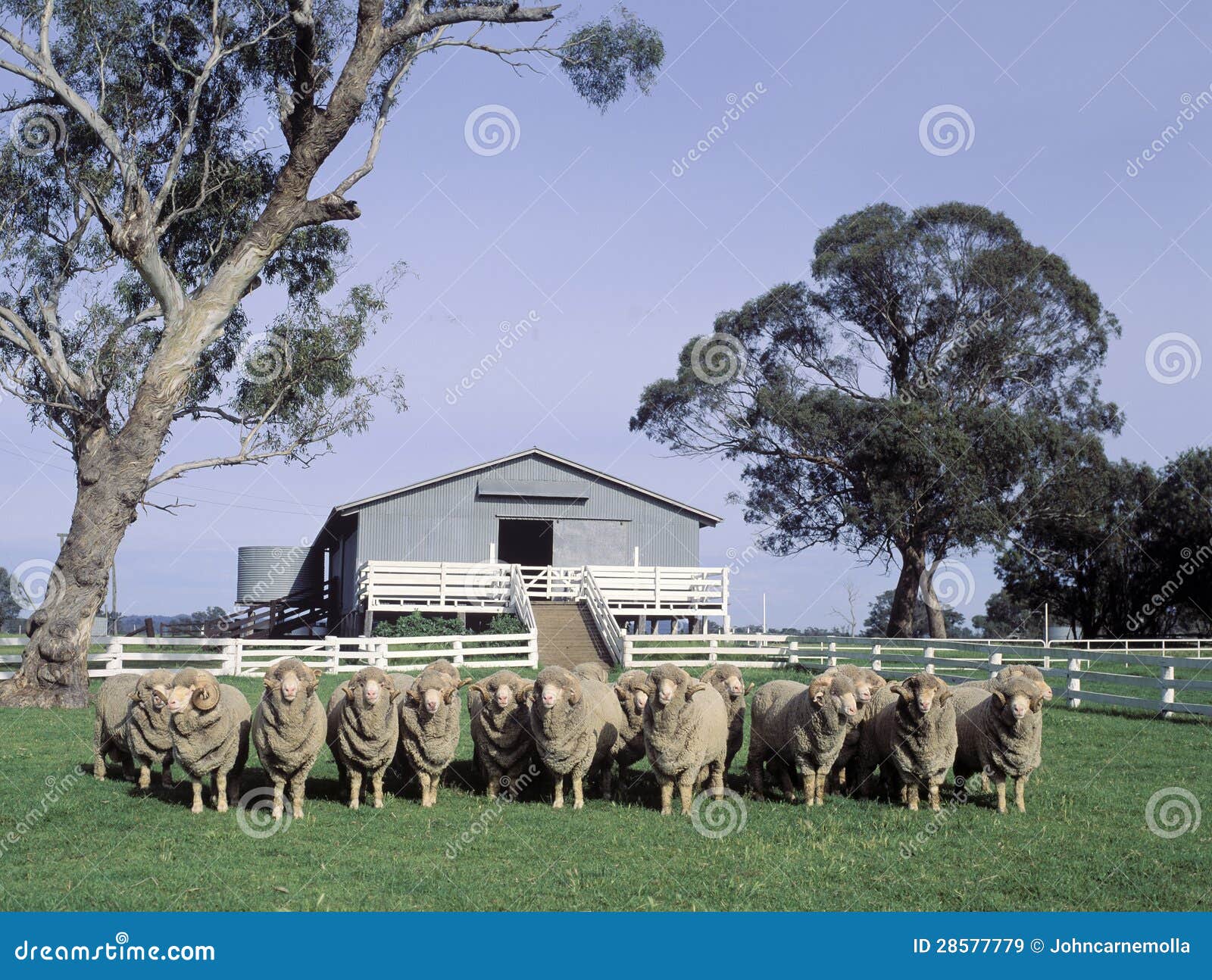 Merino rams stock image. Image of wool, australia, sheep - 28577779