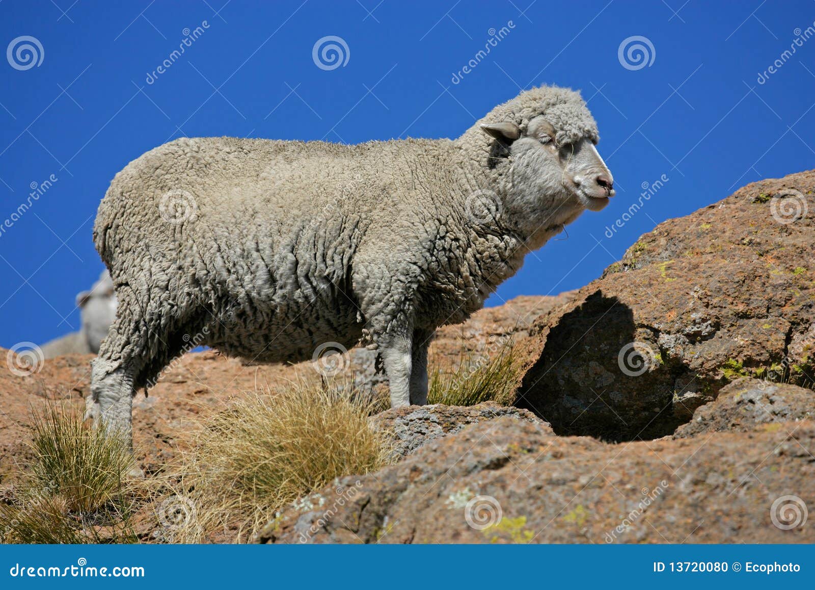 Merino sheep stock photo. Image of farm, wool, domestic - 13720080
