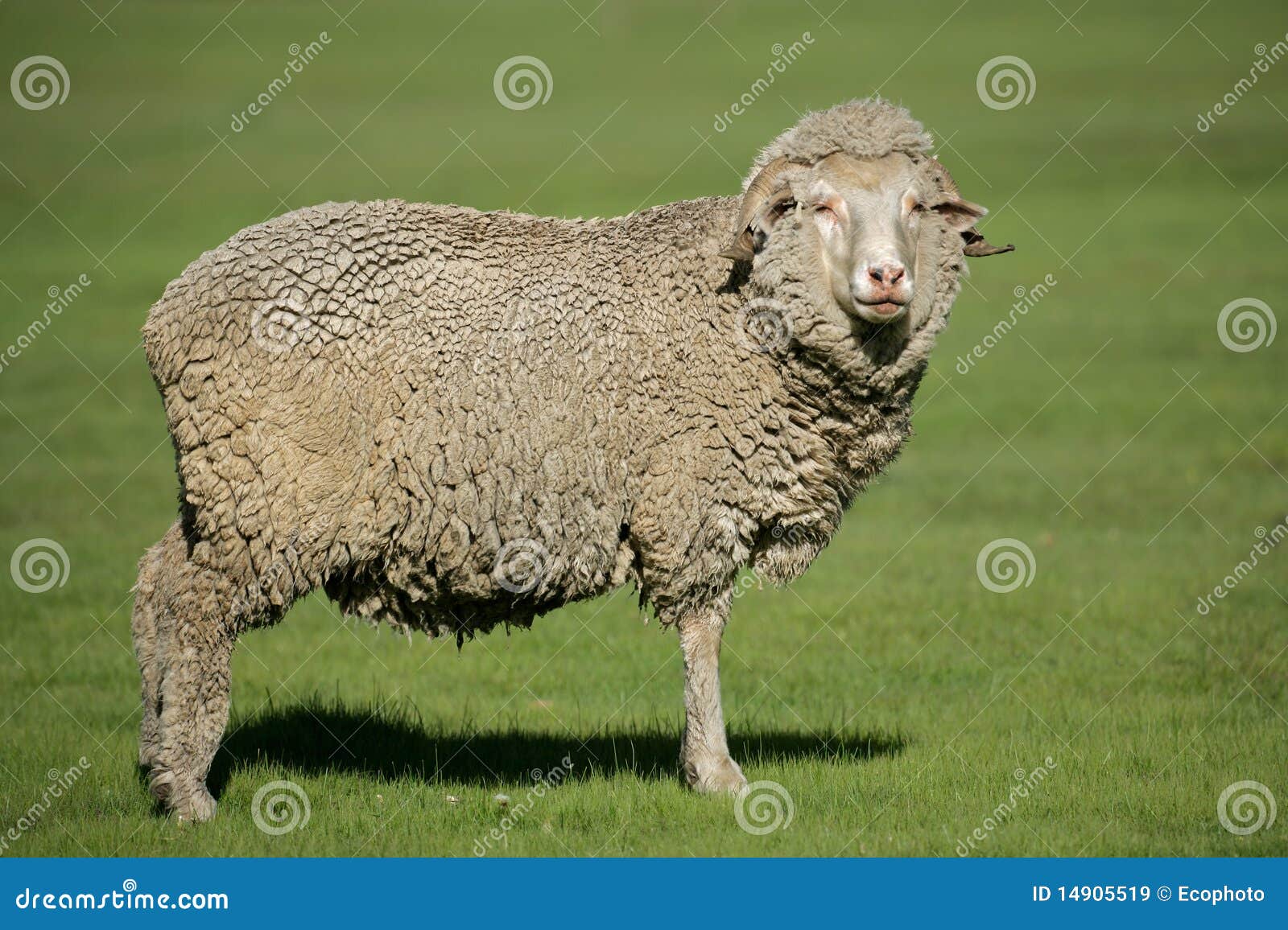 Merino sheep stock image. Image of farmland, livestock - 14905519