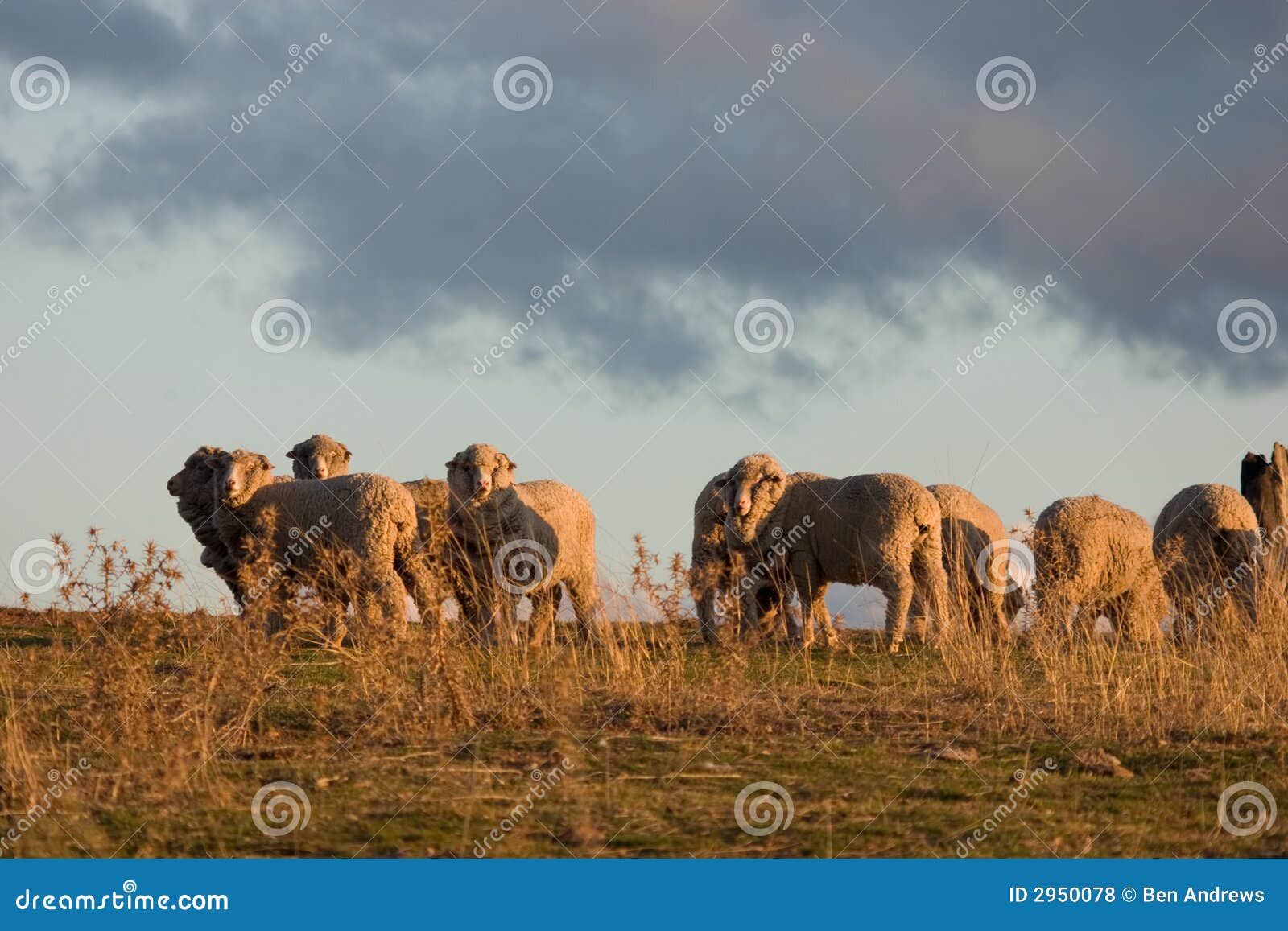 Merino Sheep 2 stock photo. Image of sleep, land, woolen - 2950078