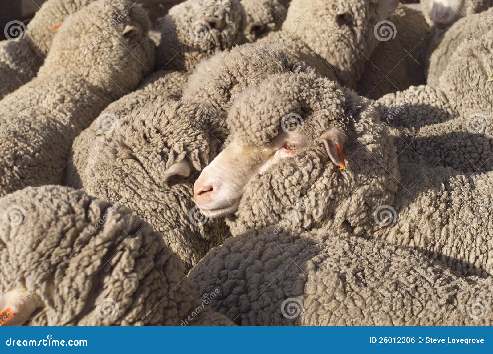 Merino Sheep stock photo. Image of livestock, farming - 26012306