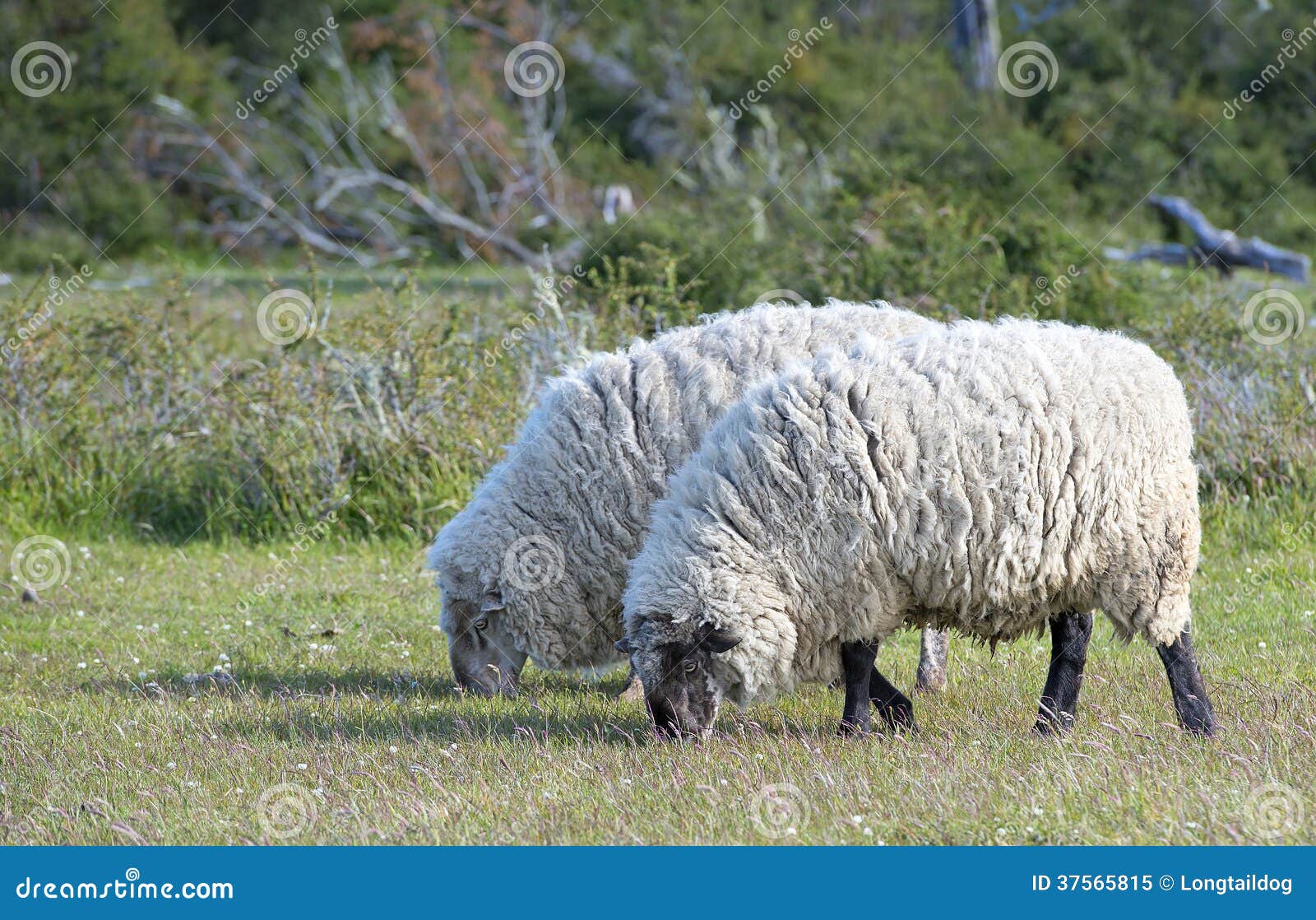 Merino sheep stock image. Image of wool, countryside - 37565815